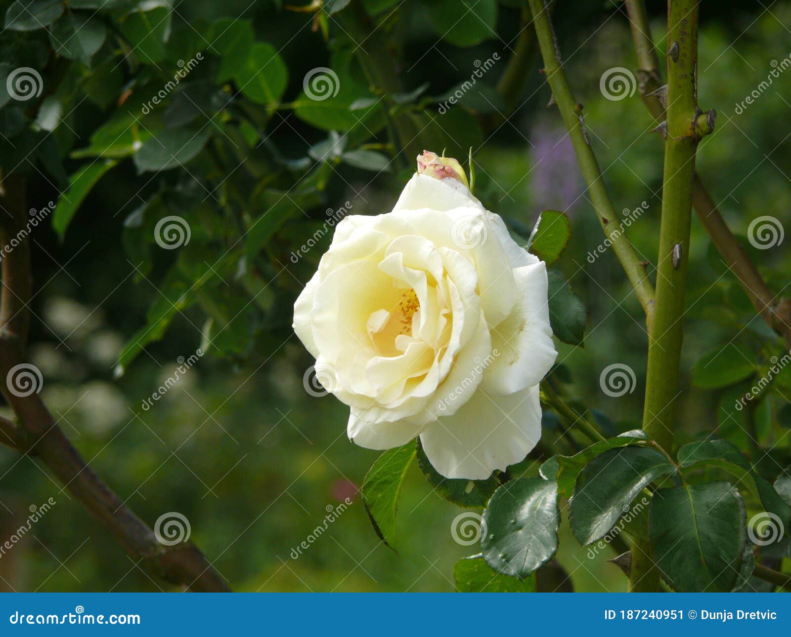 White rose stock image. Image of outside, petal, white - 187240951