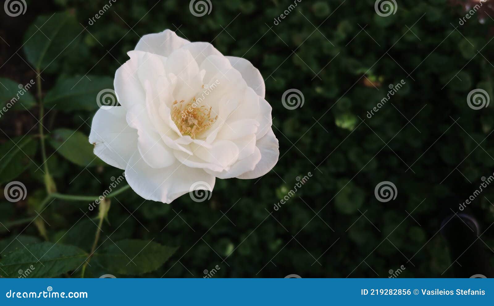A white rose in the garden stock photo. Image of petal - 219282856