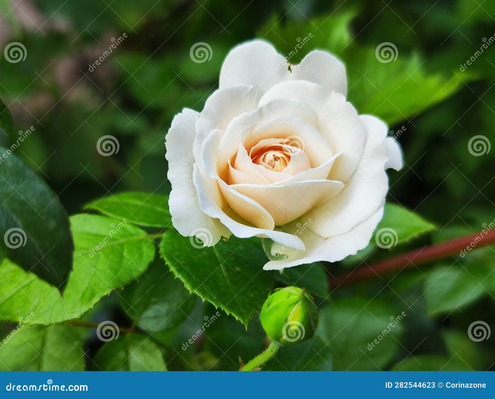 A white rose in the garden stock image. Image of petal - 282544623