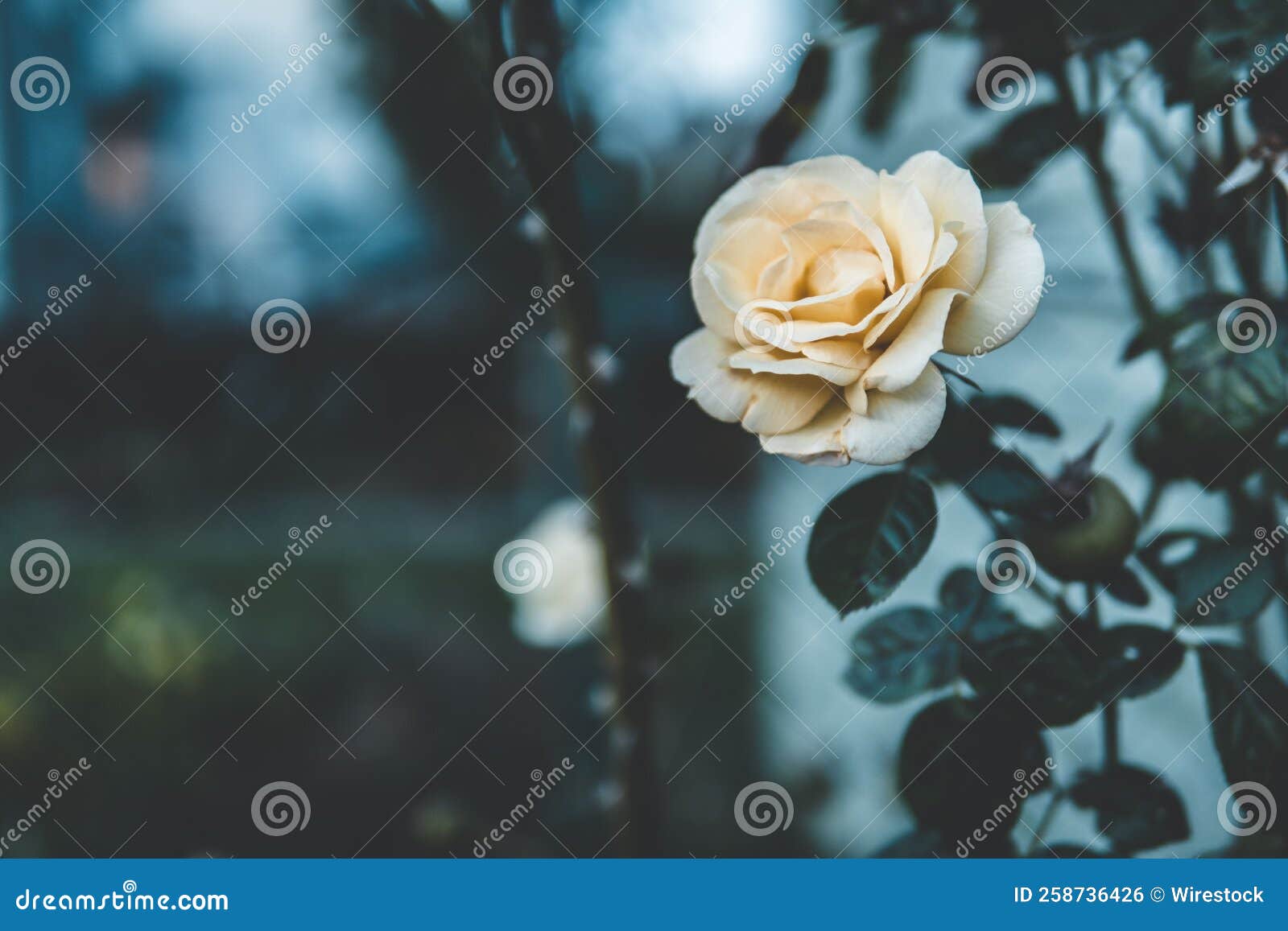 White Rose in the Garden with Blurred Background Stock Photo - Image of ...