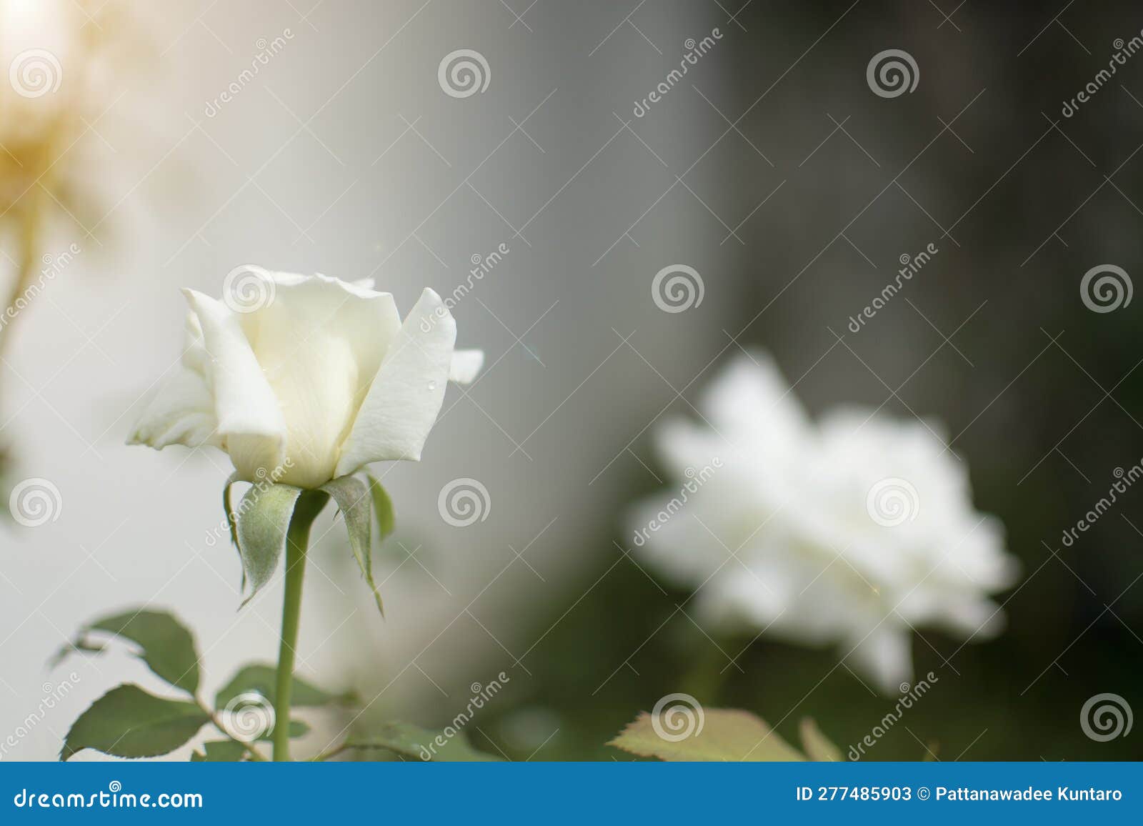 White Rose in the Garden with Blurred Background Stock Image - Image of ...