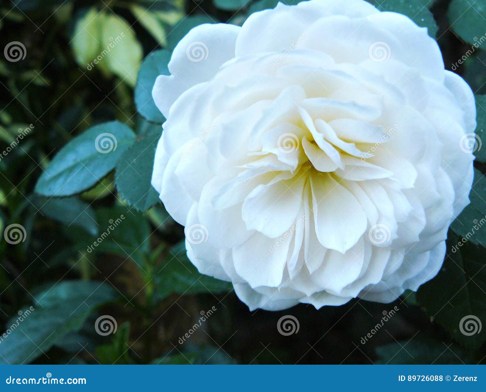 White rose in the garden stock photo. Image of botany - 89726088