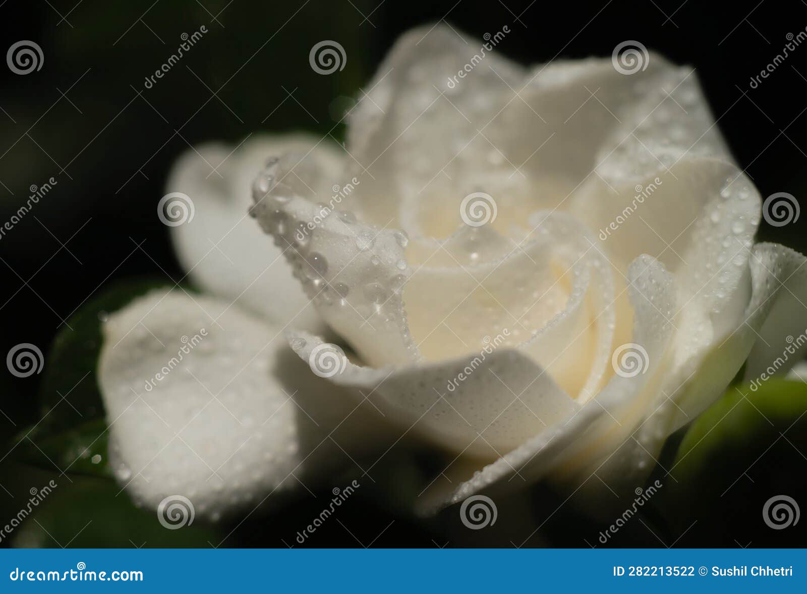Raindrops on Beautiful White Rose in the Garden Stock Photo - Image of ...