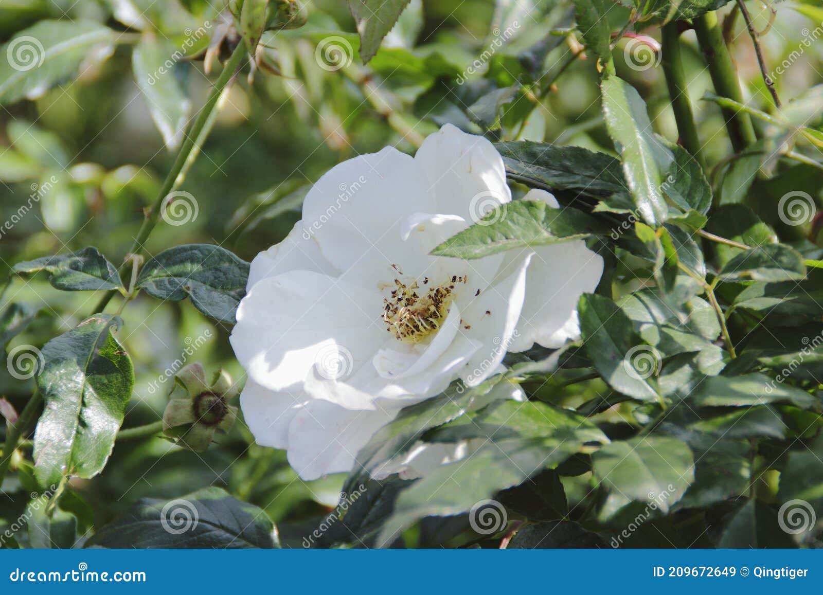 White Rose in the Garden on the Trees Shadow. Stock Image - Image of ...
