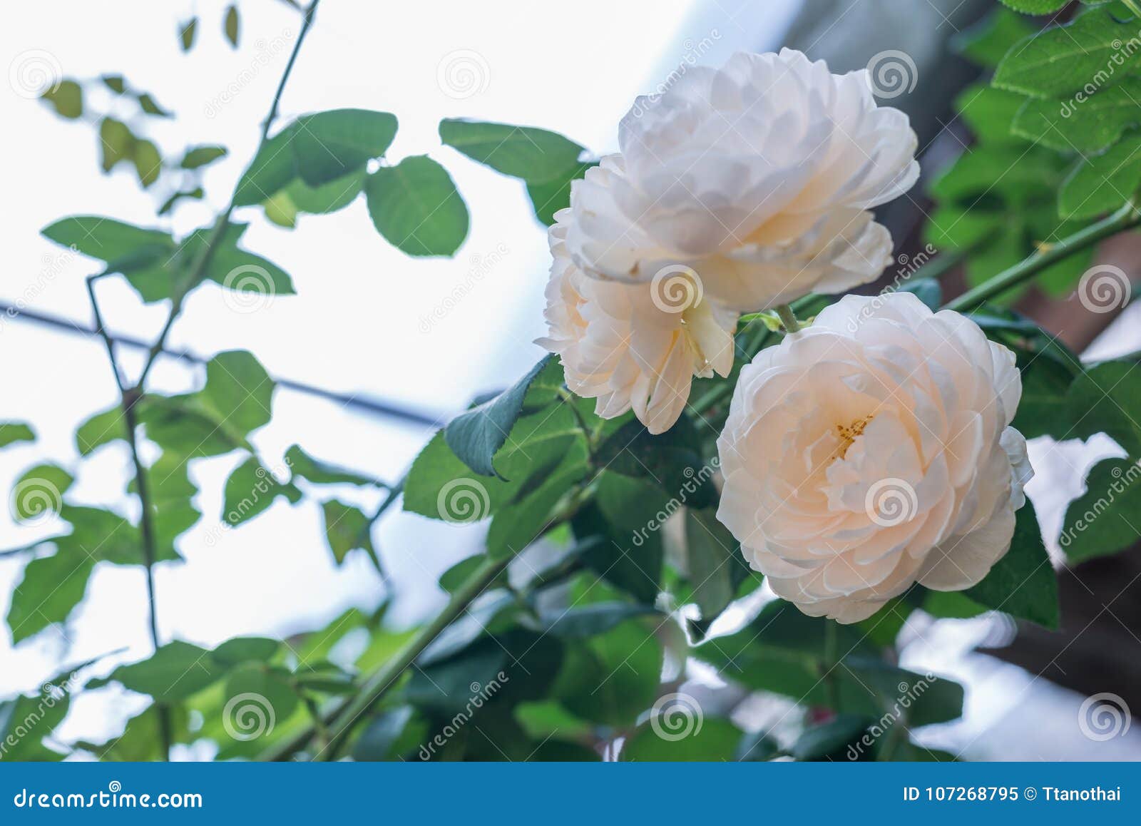 White rose in the garden stock image. Image of floral - 107268795