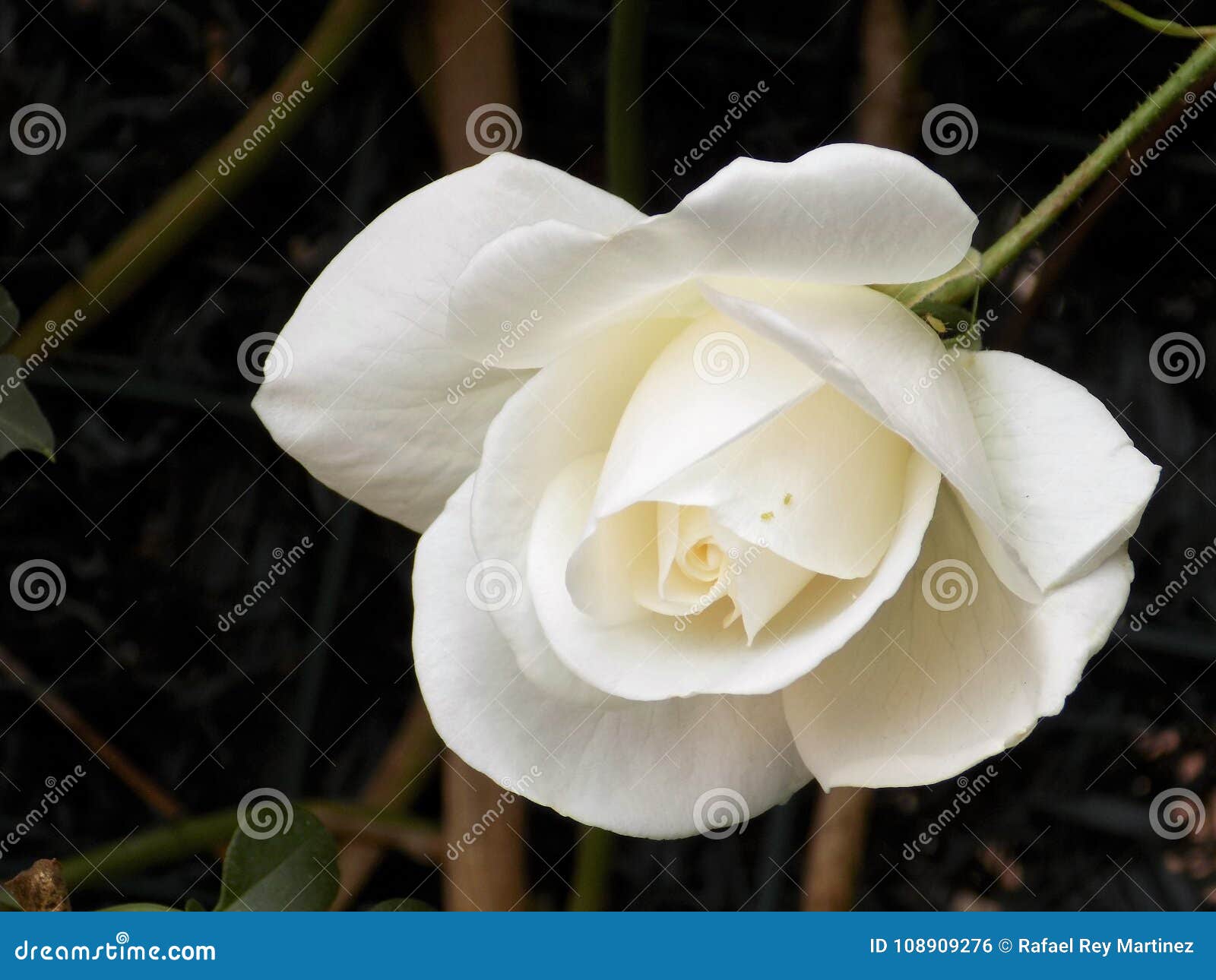 White rose stock photo. Image of rose, greeh, nature - 108909276