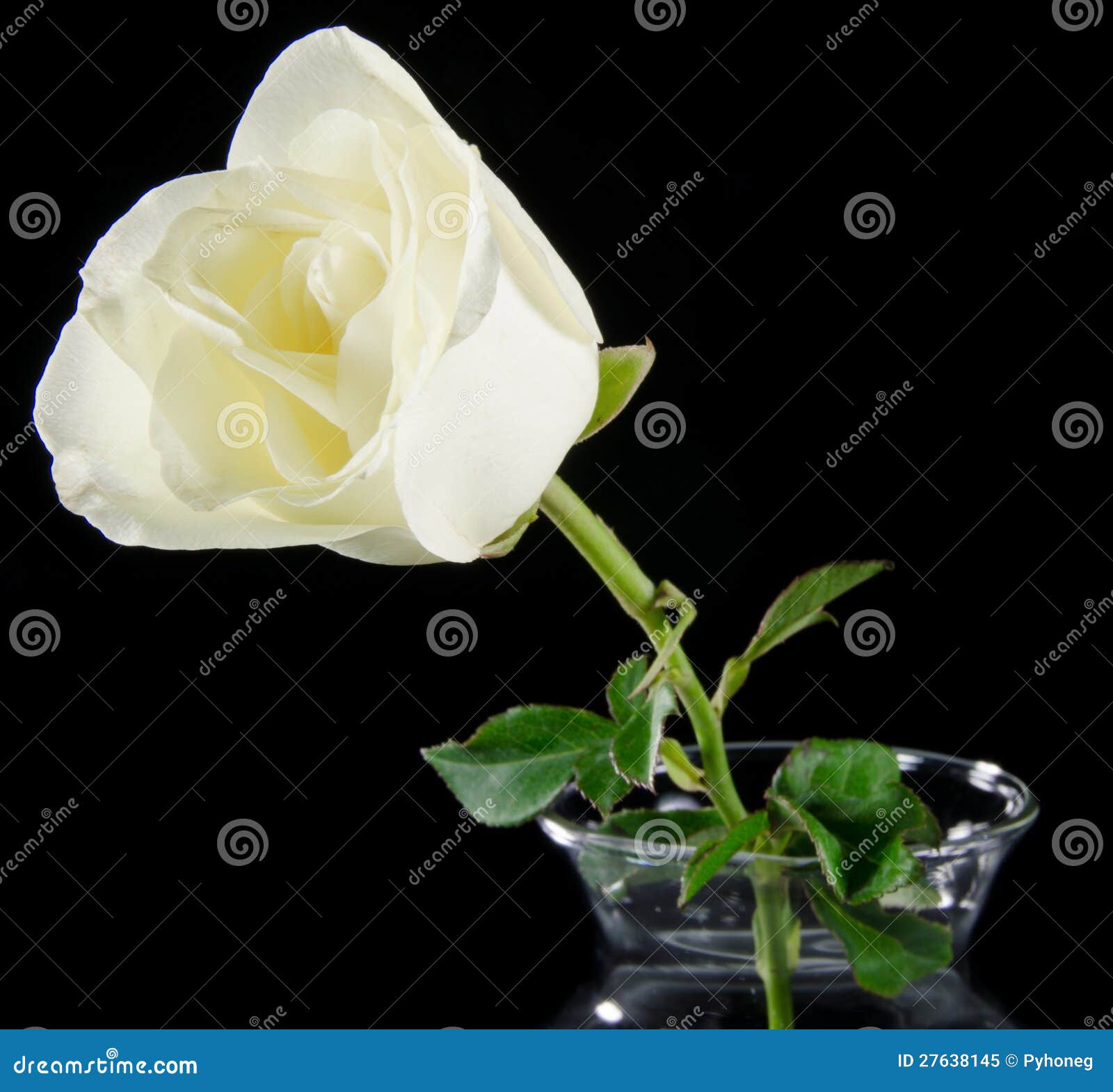White rose in glass vase stock image. Image of decorative - 27638145