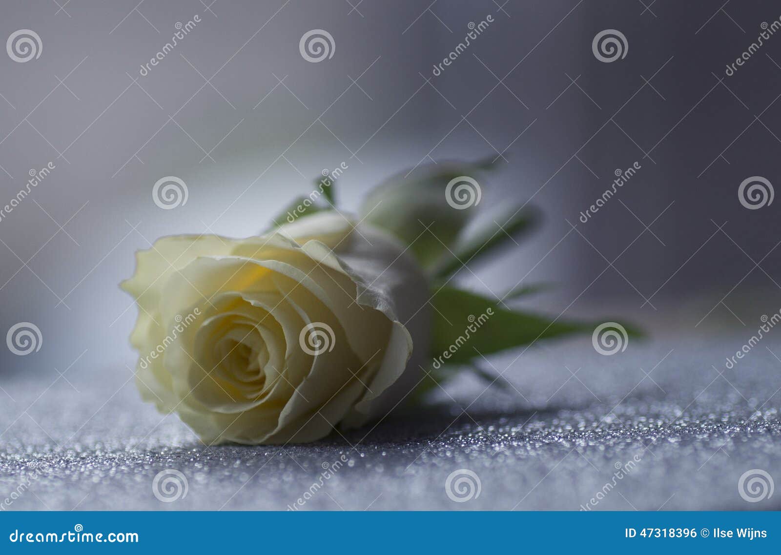 White Rose Laying on Glitter Stock Photo - Image of romance, love: 47318396