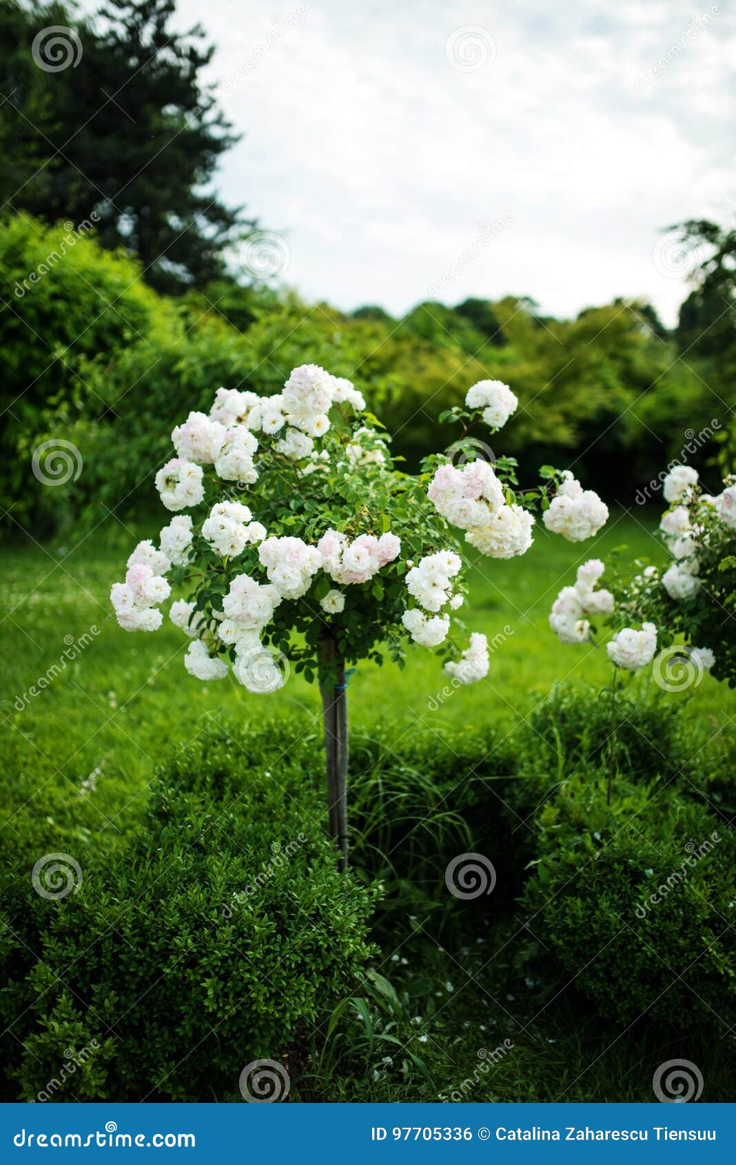 Rose-Tree With Pink Roses Stock Photo | CartoonDealer.com #93360402