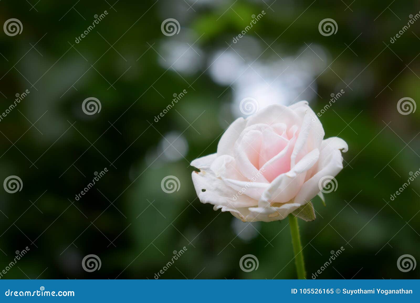 White Rose on a Green Background Stock Image - Image of flowers ...