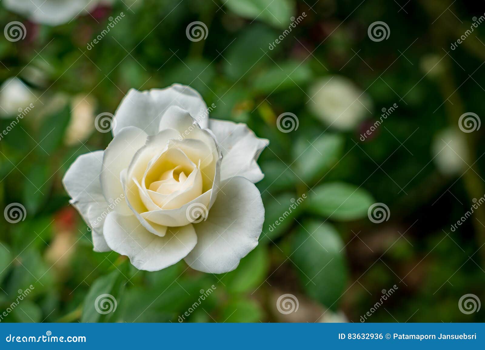 White Rose on Green Background Stock Photo - Image of bloom, flora ...