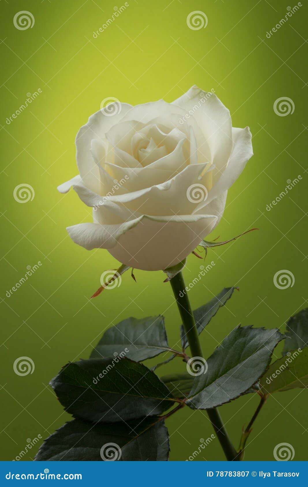 White Rose On A Green Background Stock Image - Image of blooming ...