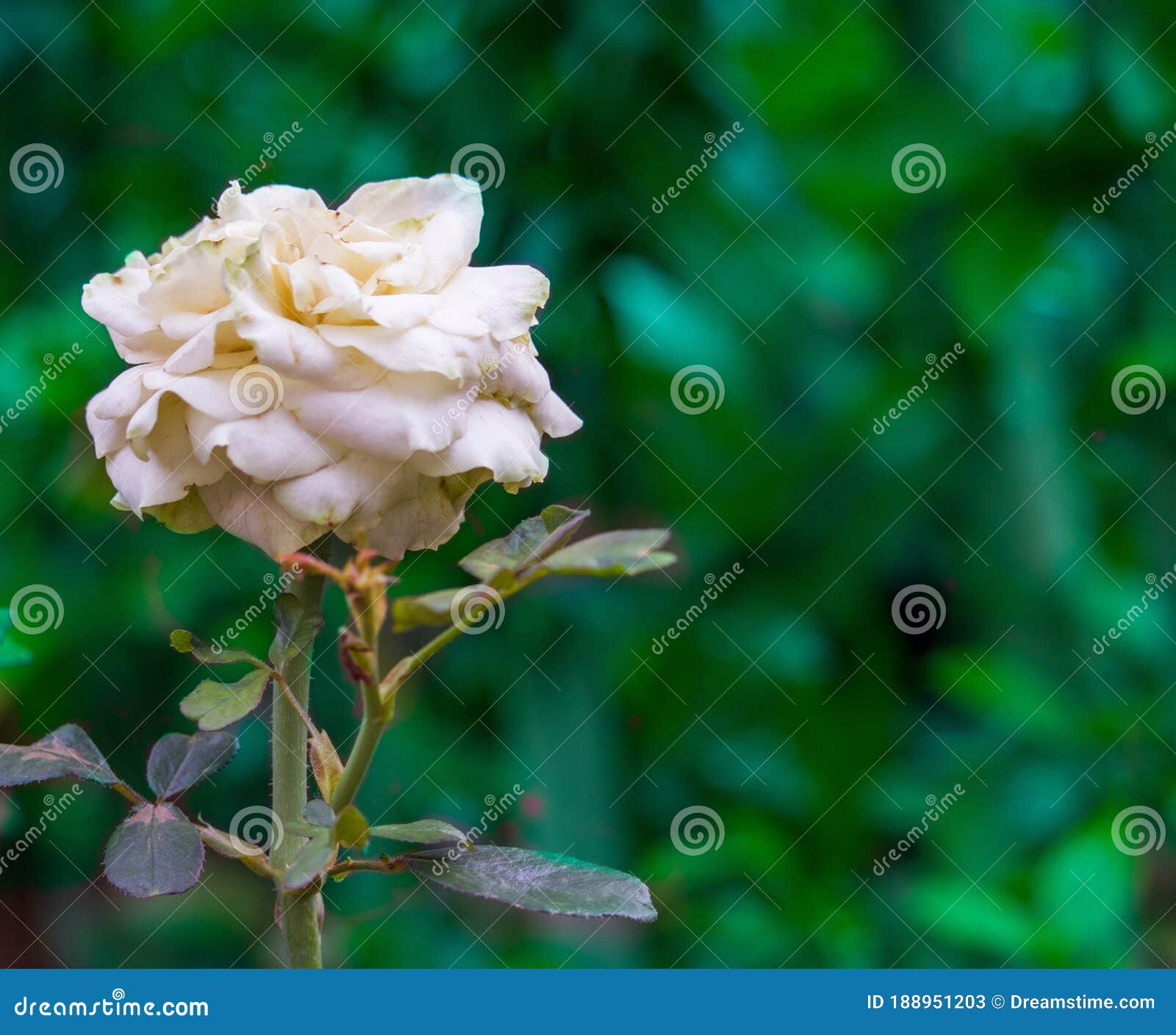 White Rose Green Background Fresh Nature Stock Image - Image of green ...