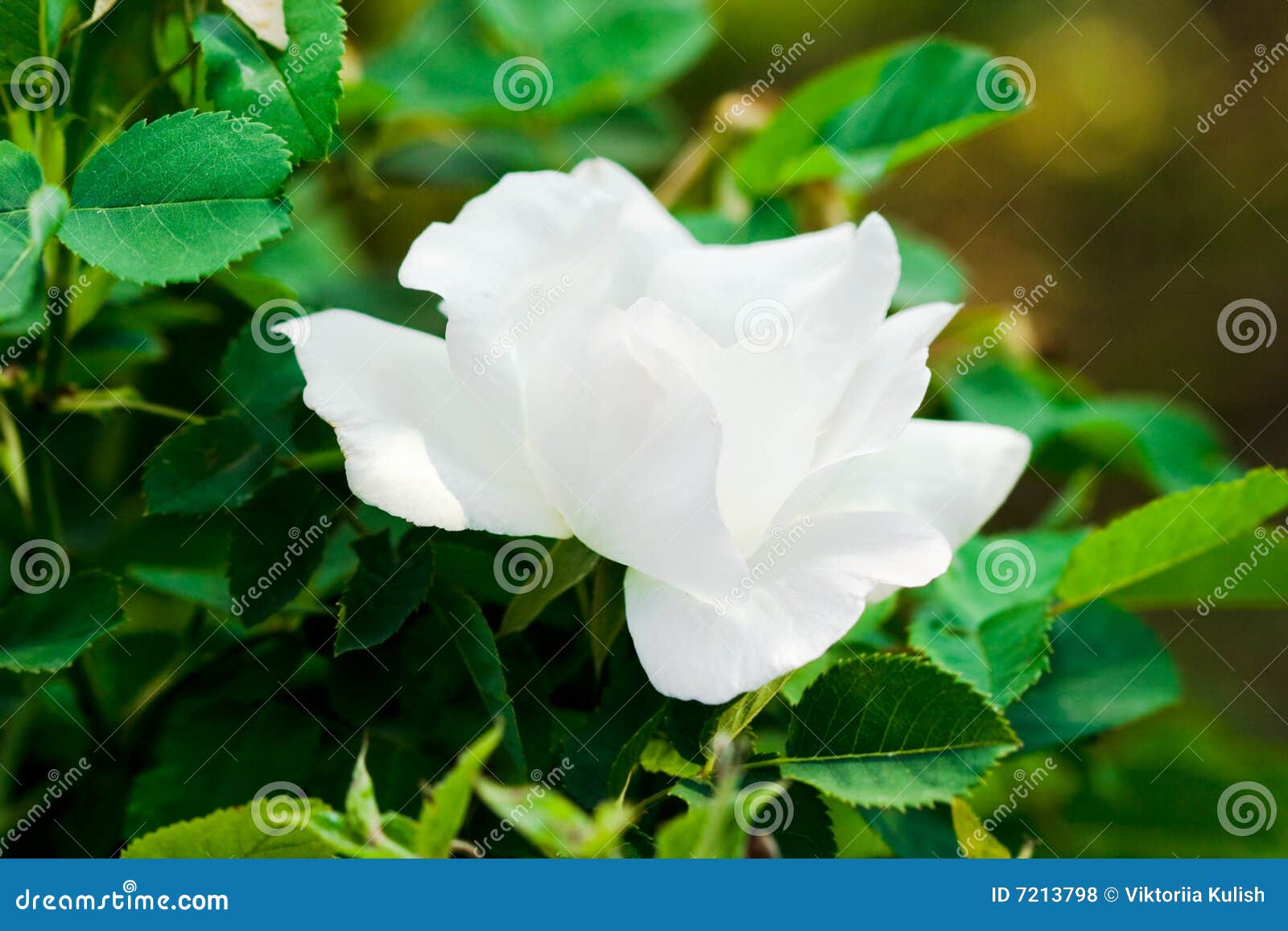 White rose on green field stock photo. Image of blooming - 7213798
