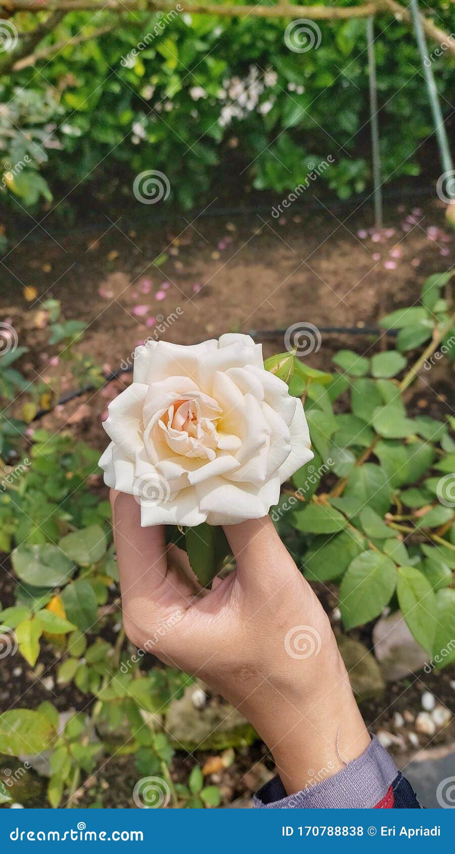 White rose on the hand stock photo. Image of nature - 170788838