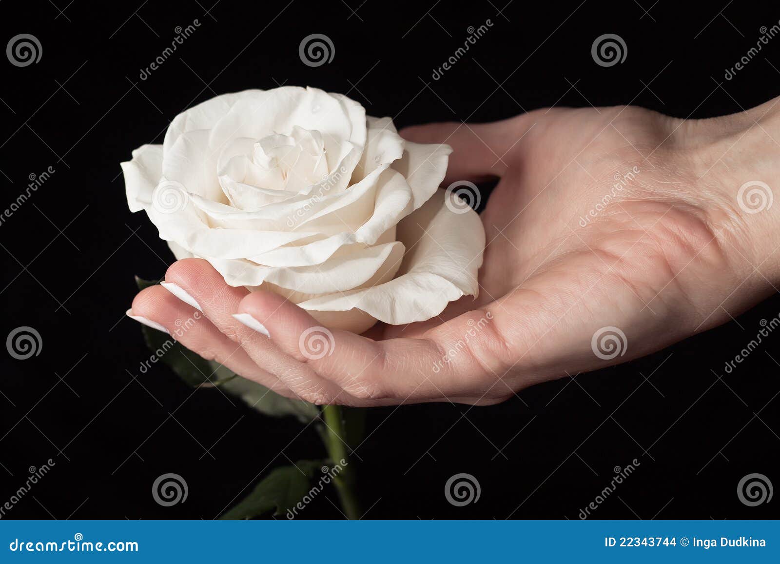 White rose and hand stock photo. Image of nails, tenderness - 22343744