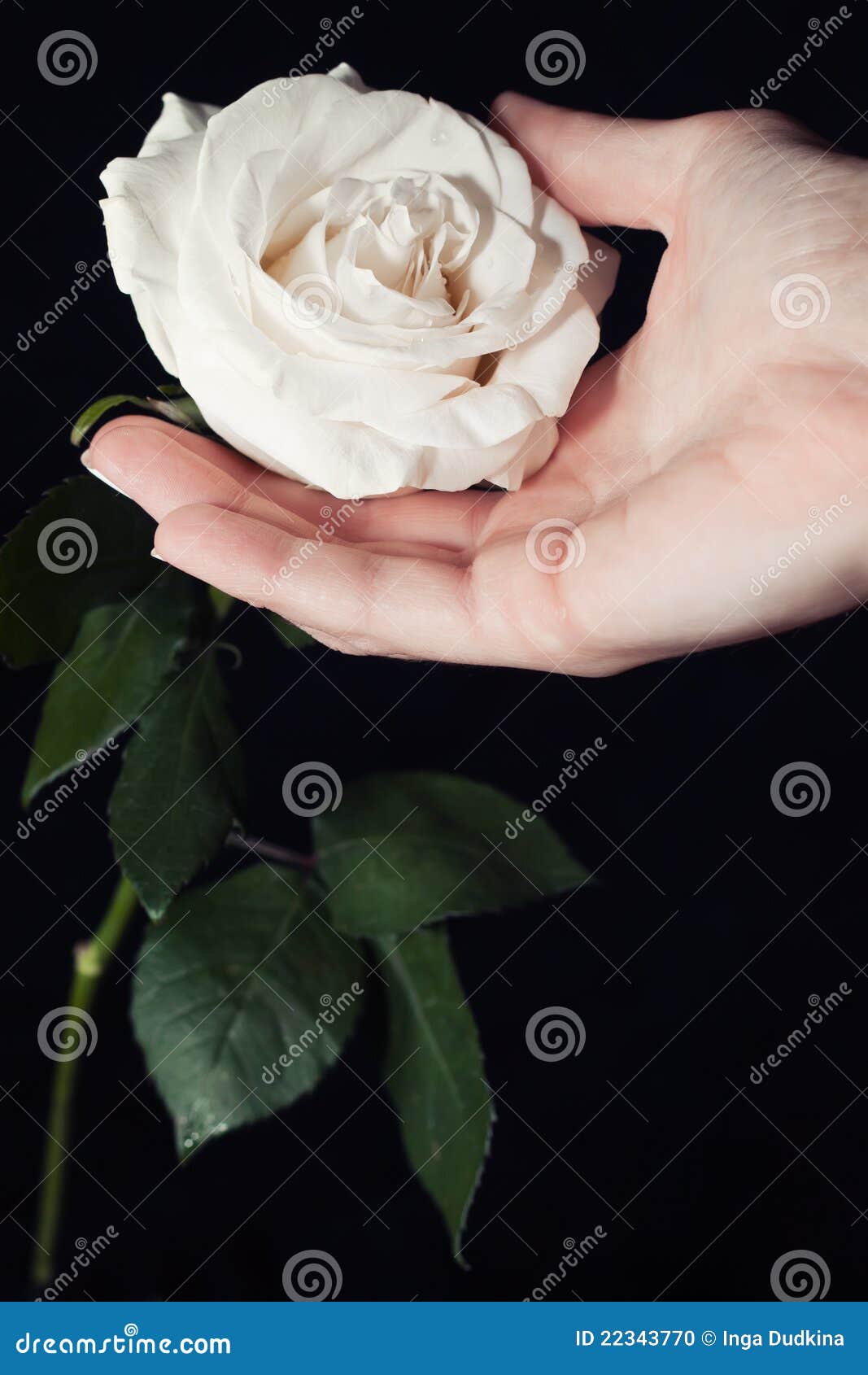 White rose and hand stock photo. Image of gift, rose - 22343770