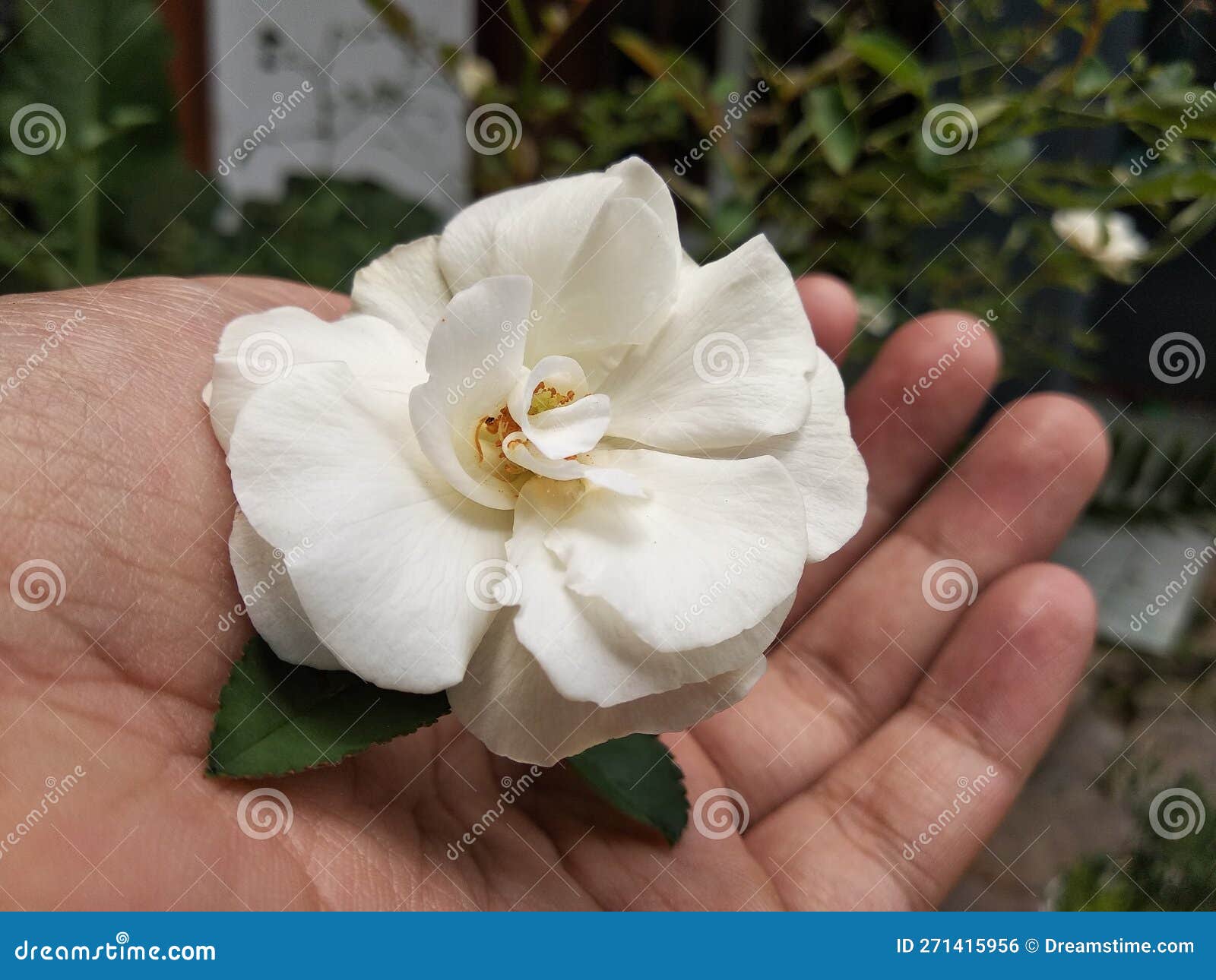 A White Rose on Hand with Defocused Background Stock Photo - Image of ...