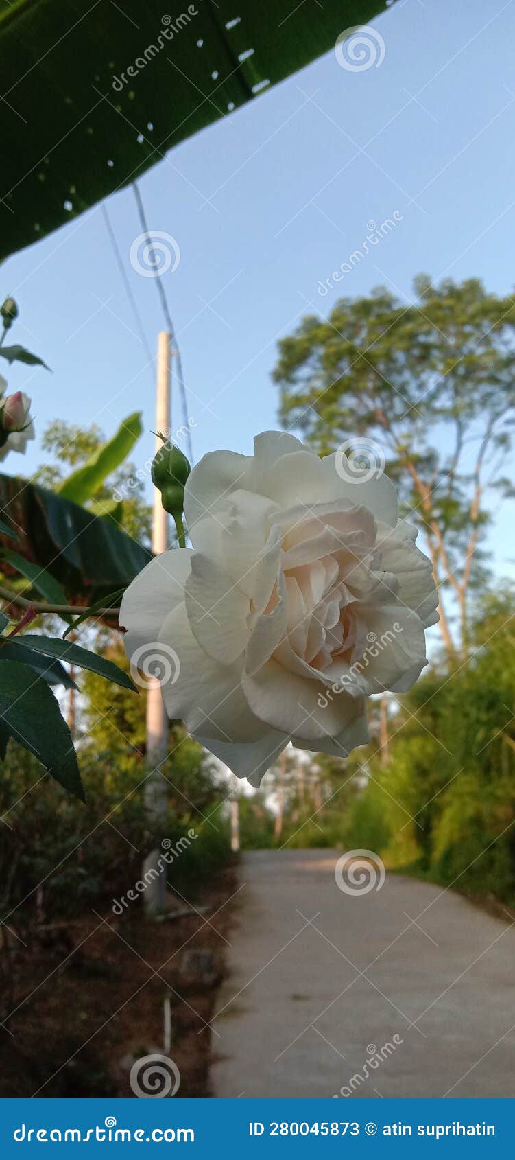 White rose in indonesia stock image. Image of rose, shrub - 280045873
