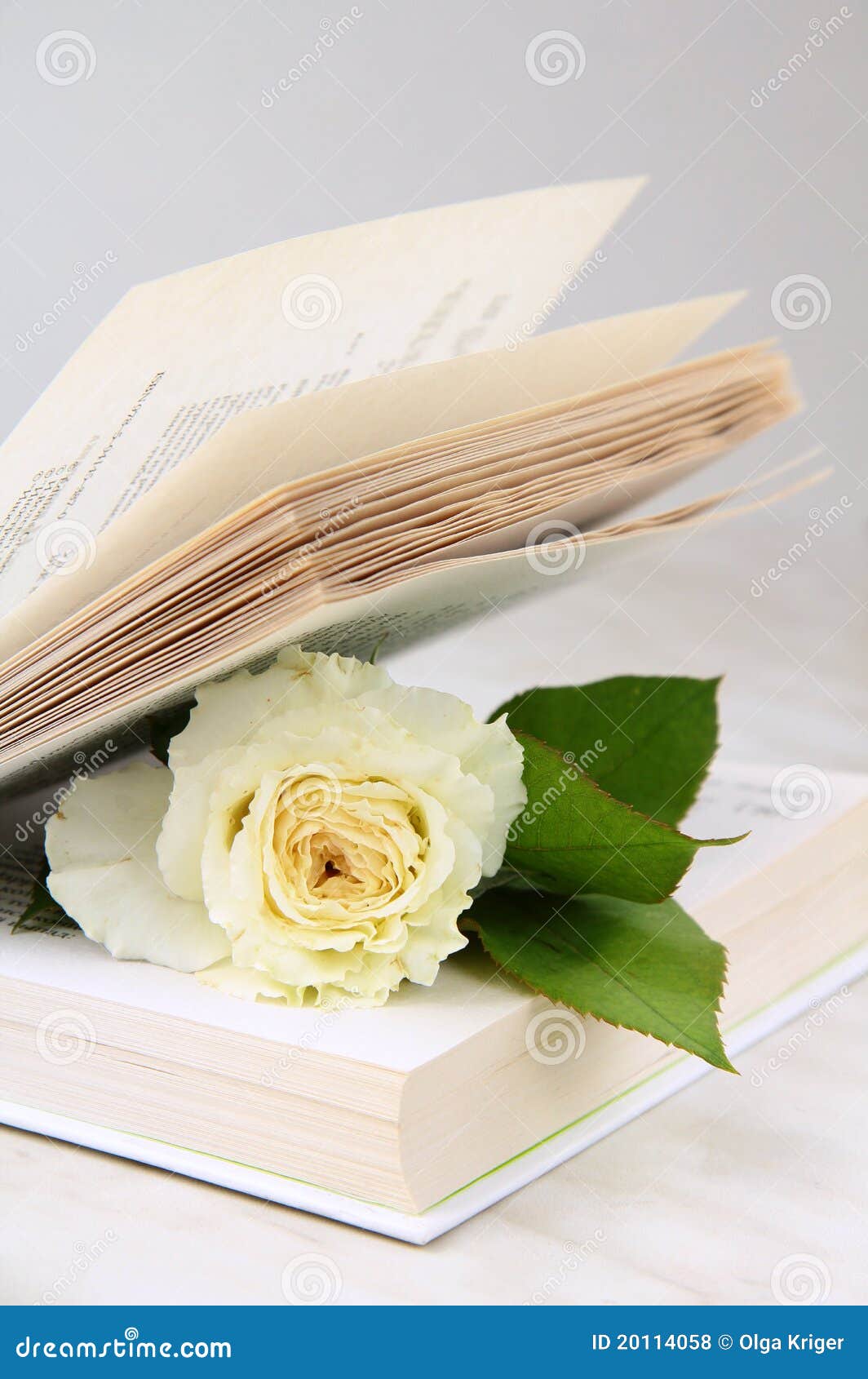 White rose inside the book stock photo. Image of author - 20114058