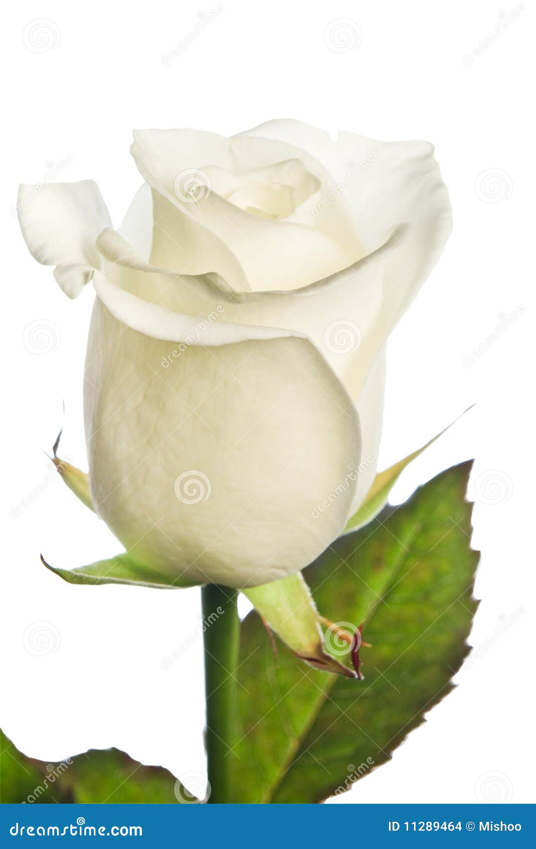 White rose isolated stock photo. Image of tender, white - 11289464