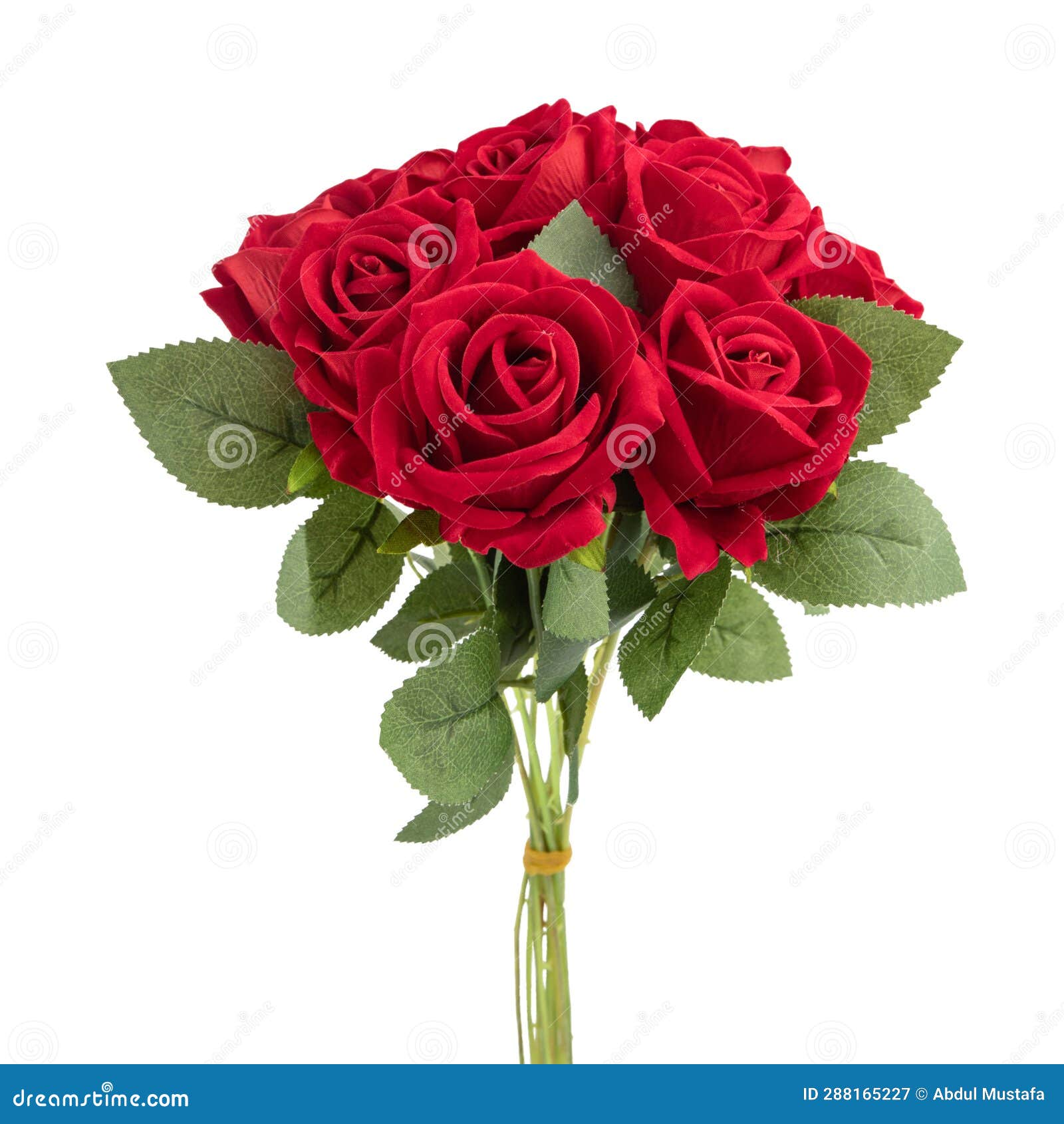 Rose Flower White Background Stock Image - Image of pink, white: 288165227