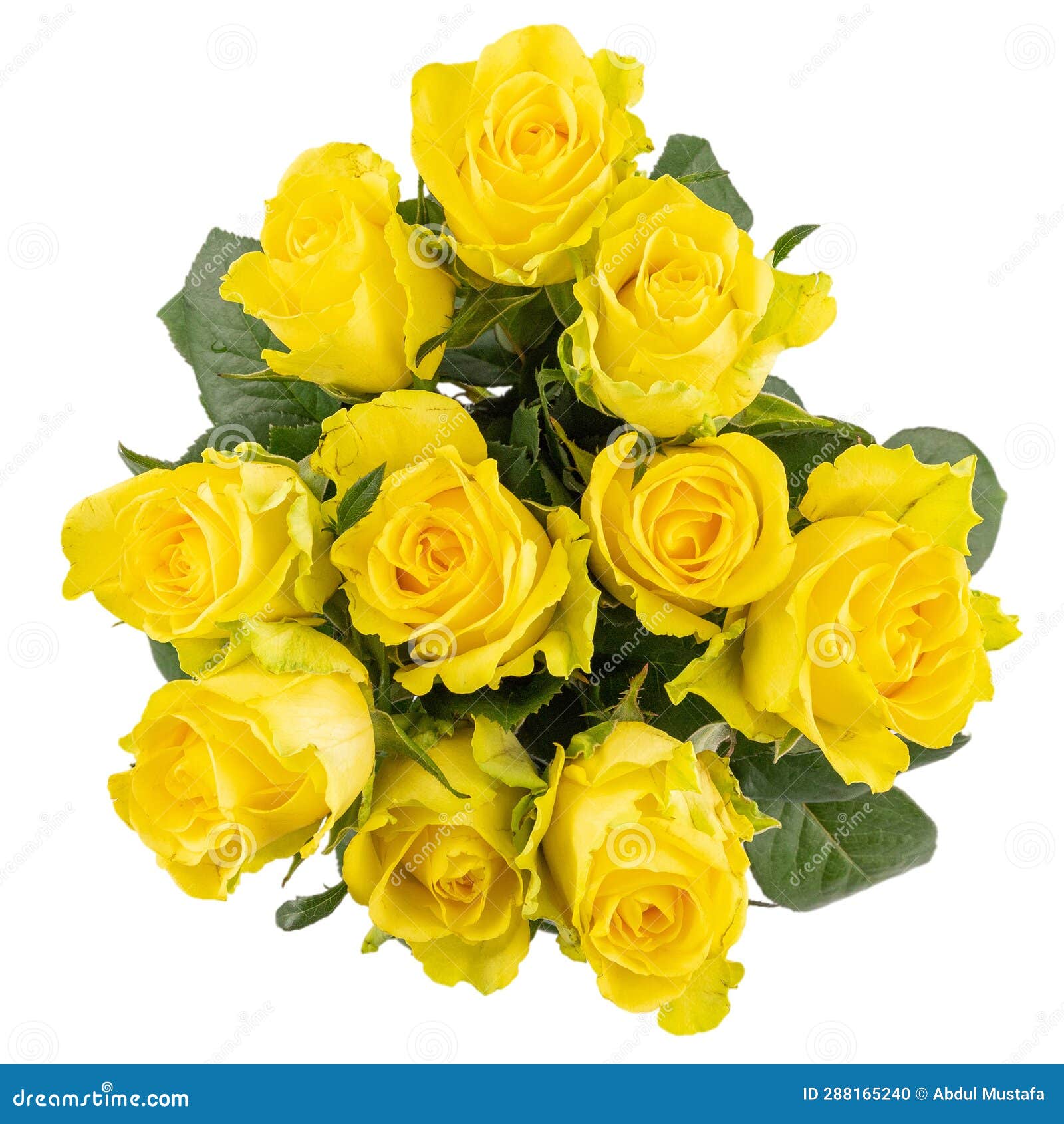 Rose Flower White Background Stock Photo - Image of affectionate ...