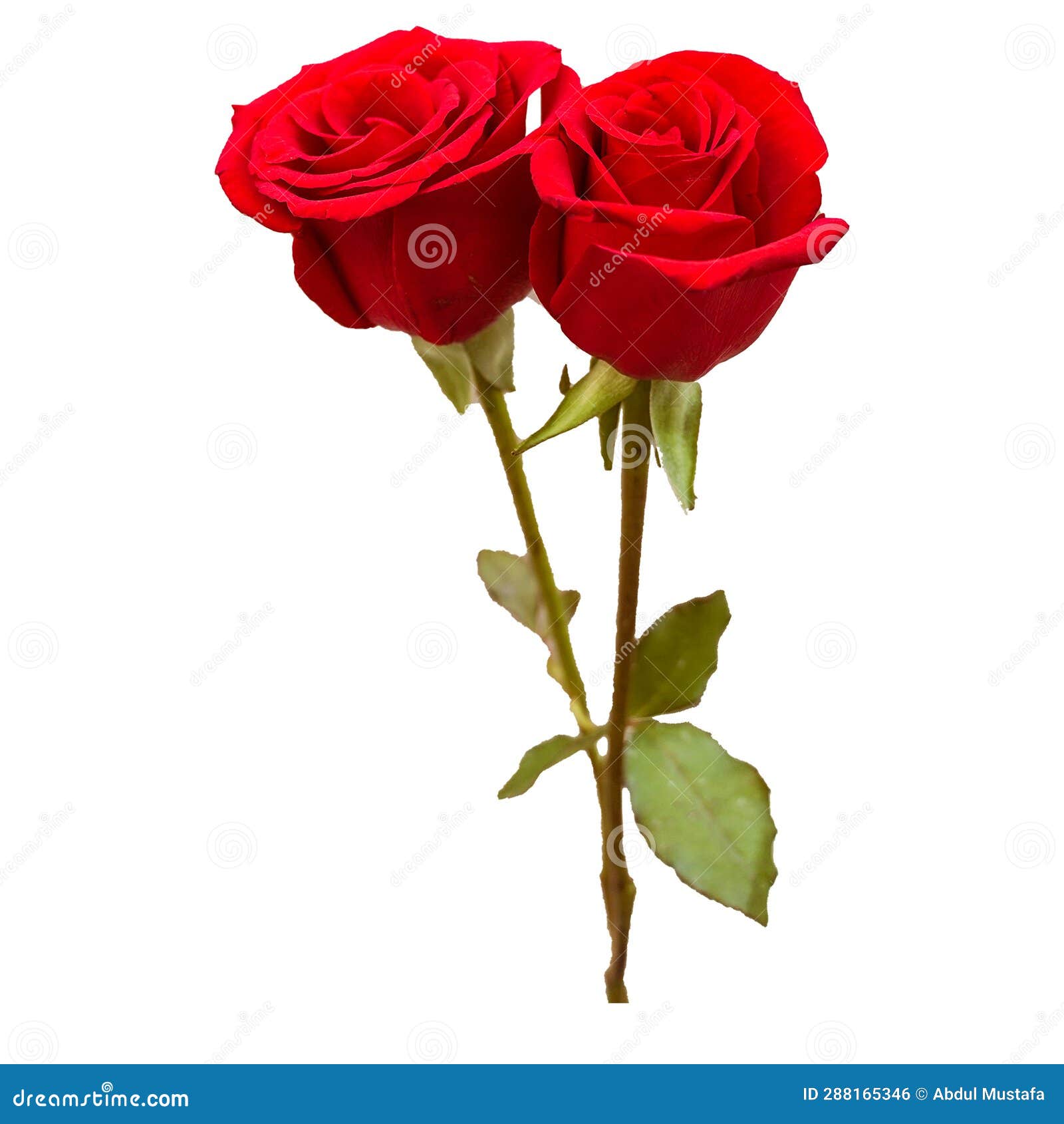 Rose Flower White Background Stock Photo - Image of blooms, gentle ...