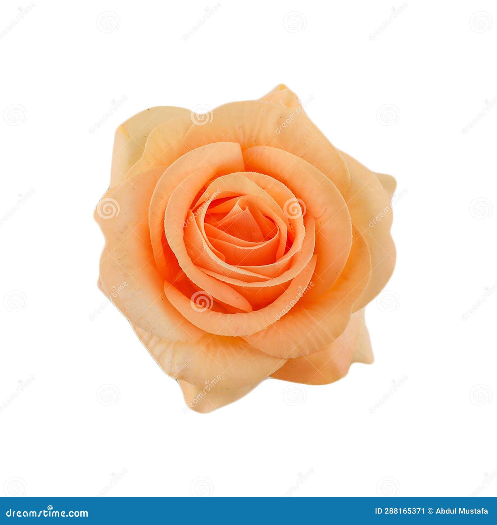 Rose Flower White Background Stock Image - Image of produce, close ...