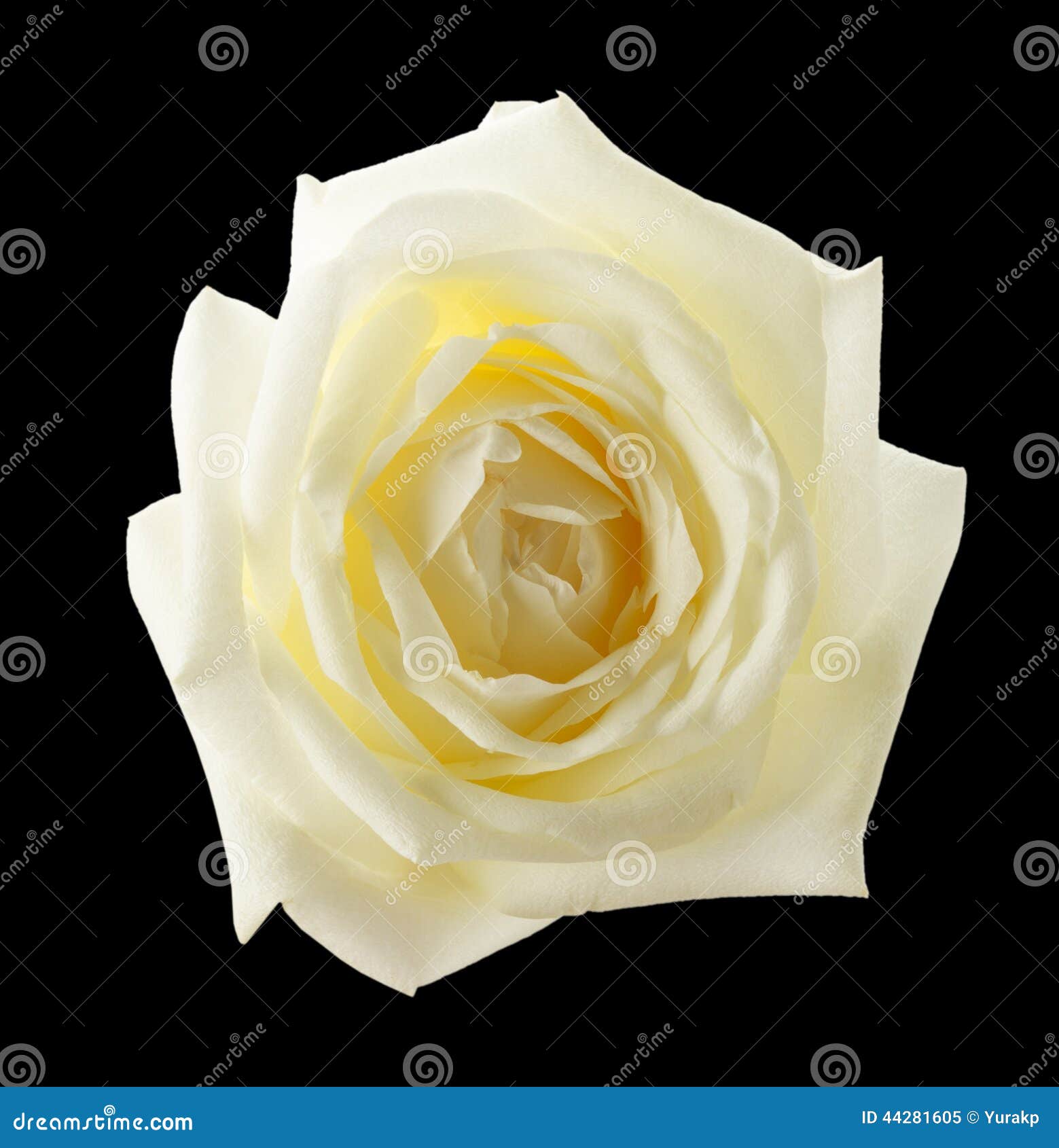 White Rose Isolated on the Black Background Stock Image - Image of ...