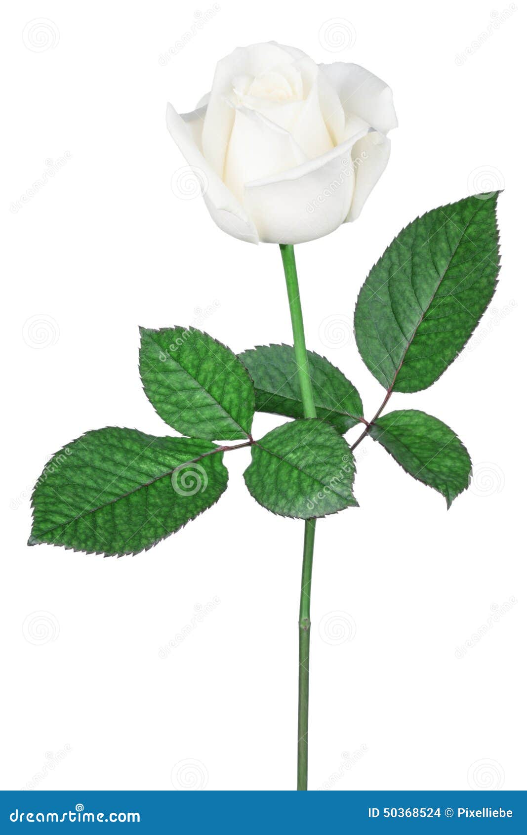 White rose stock photo. Image of romantic, elegant, closeup - 50368524