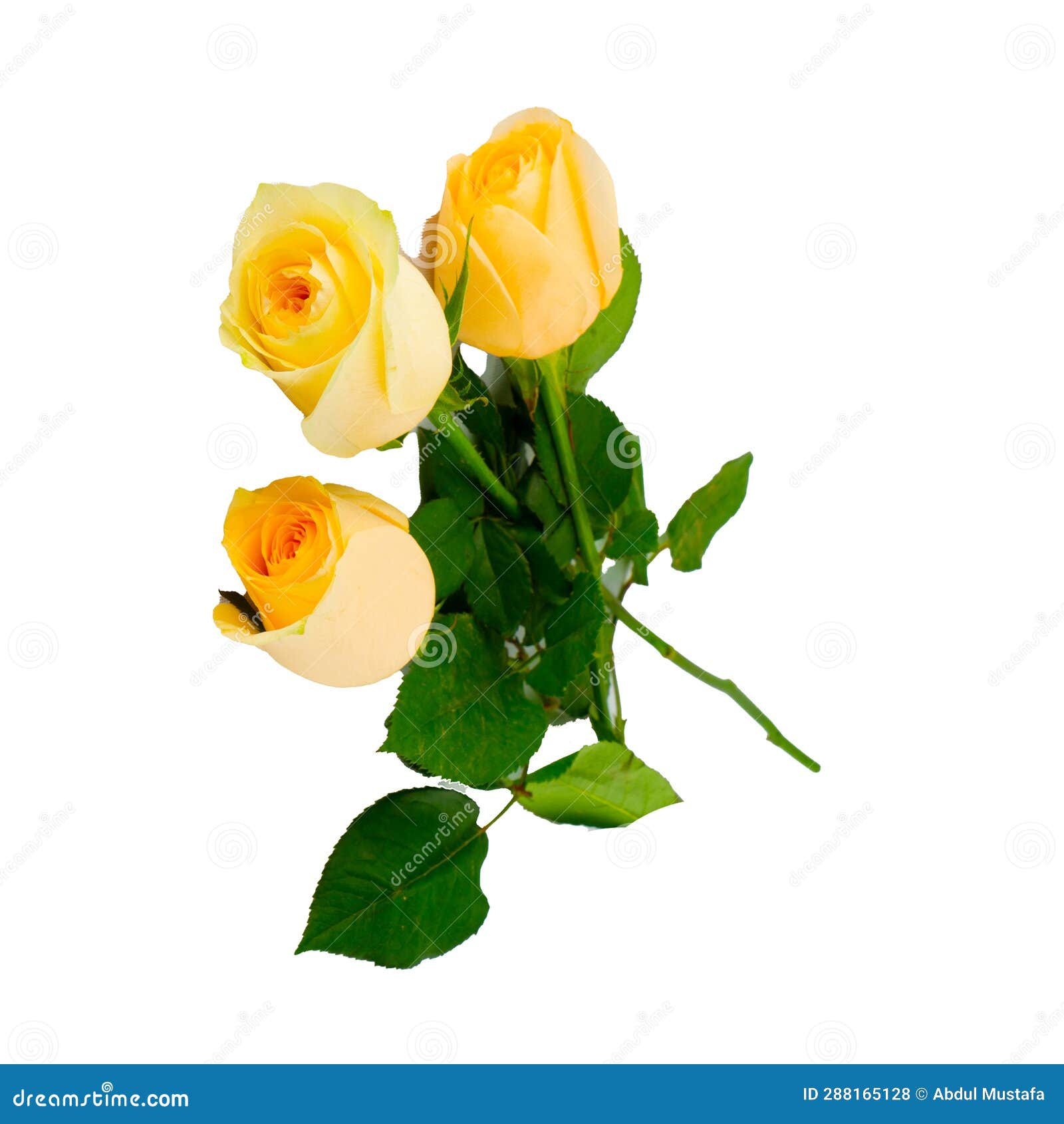 Rose Flower White Background Stock Photo - Image of fragility, plant ...