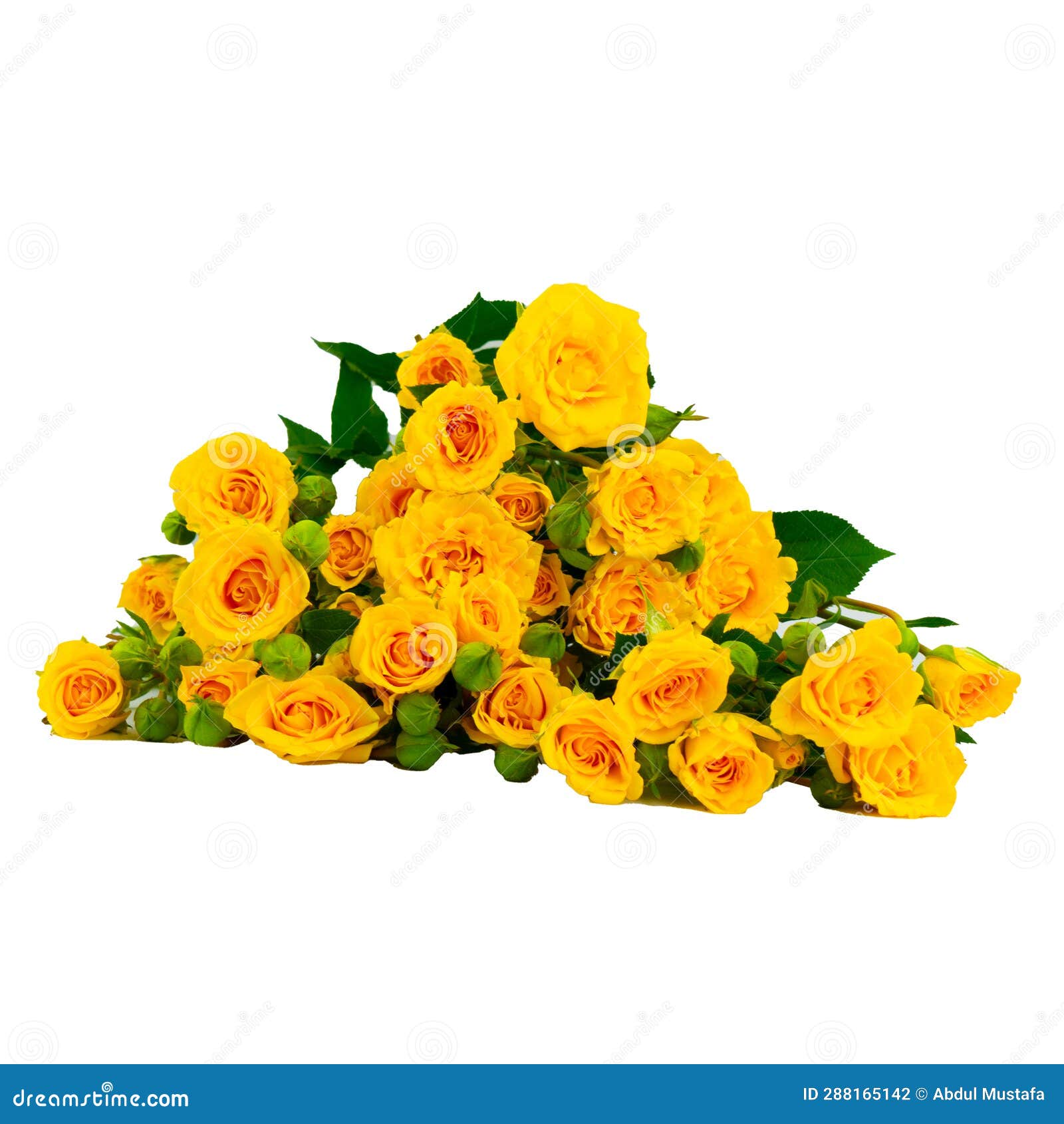 Rose Flower White Background Stock Photo - Image of yellow, blooms ...