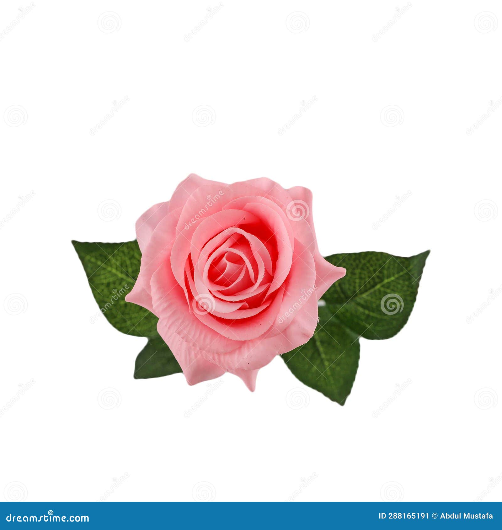 Rose Flower White Background Stock Image - Image of design, beautiful ...