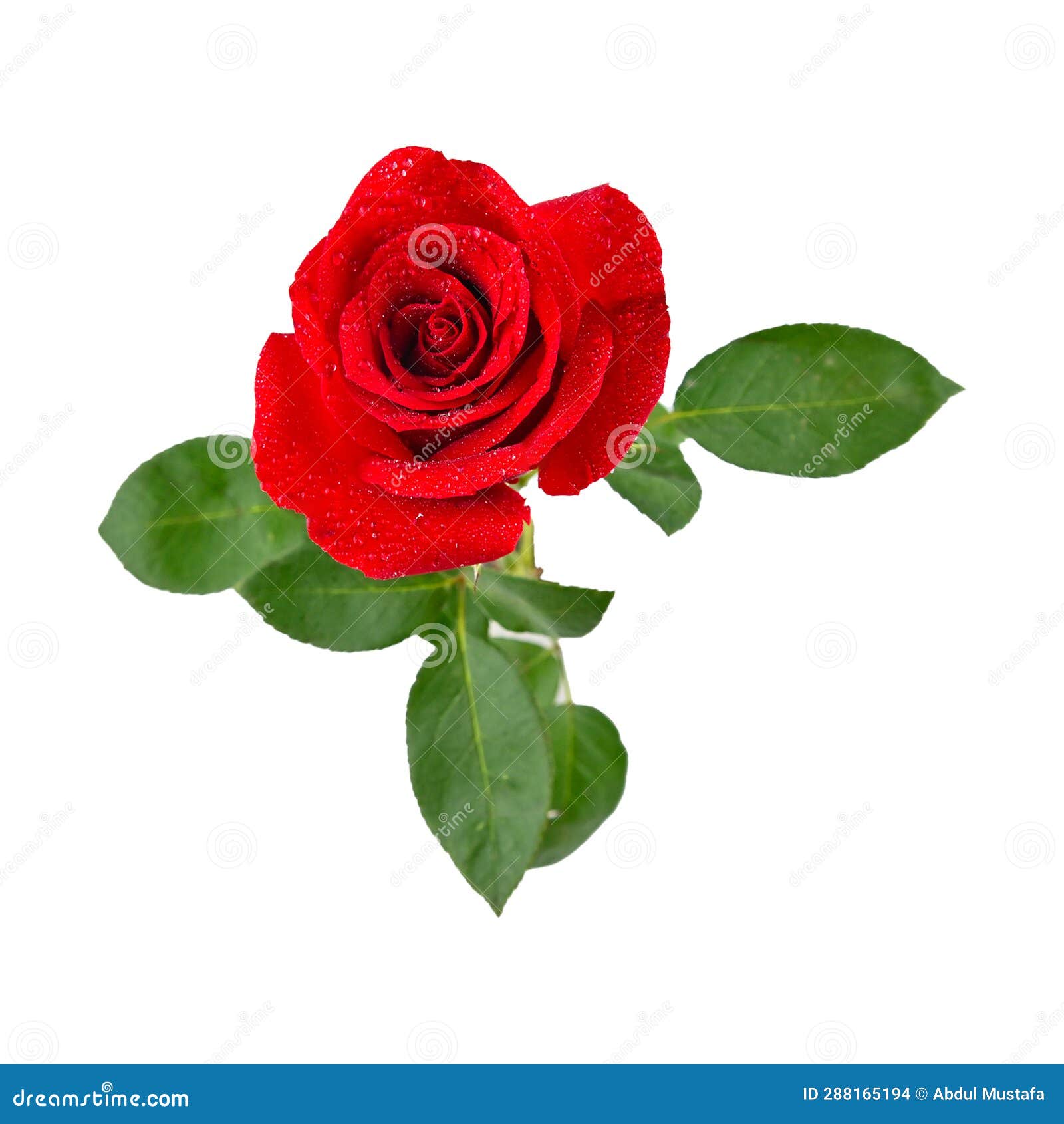 Rose Flower White Background Stock Photo - Image of design, yellow ...