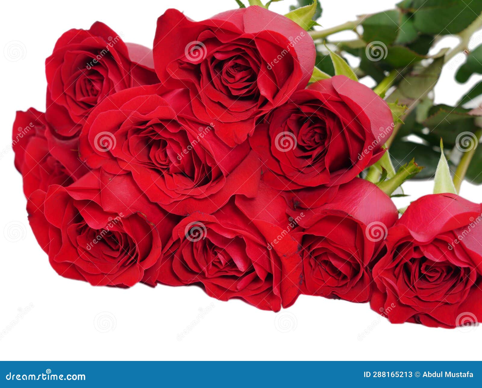 Rose Flower White Background Stock Image - Image of flora, blossom ...