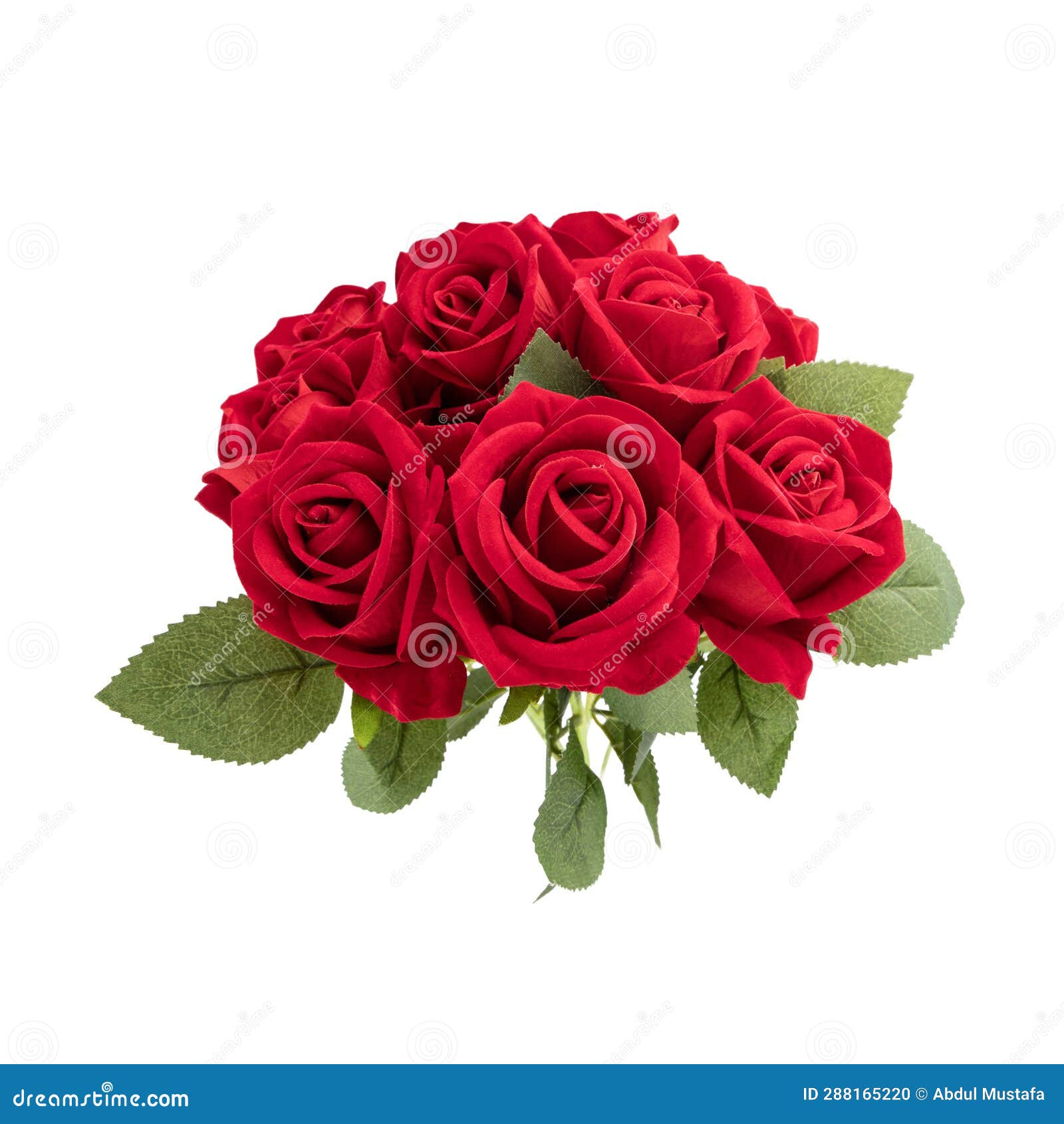 Rose Flower White Background Stock Photo - Image of affectionate ...