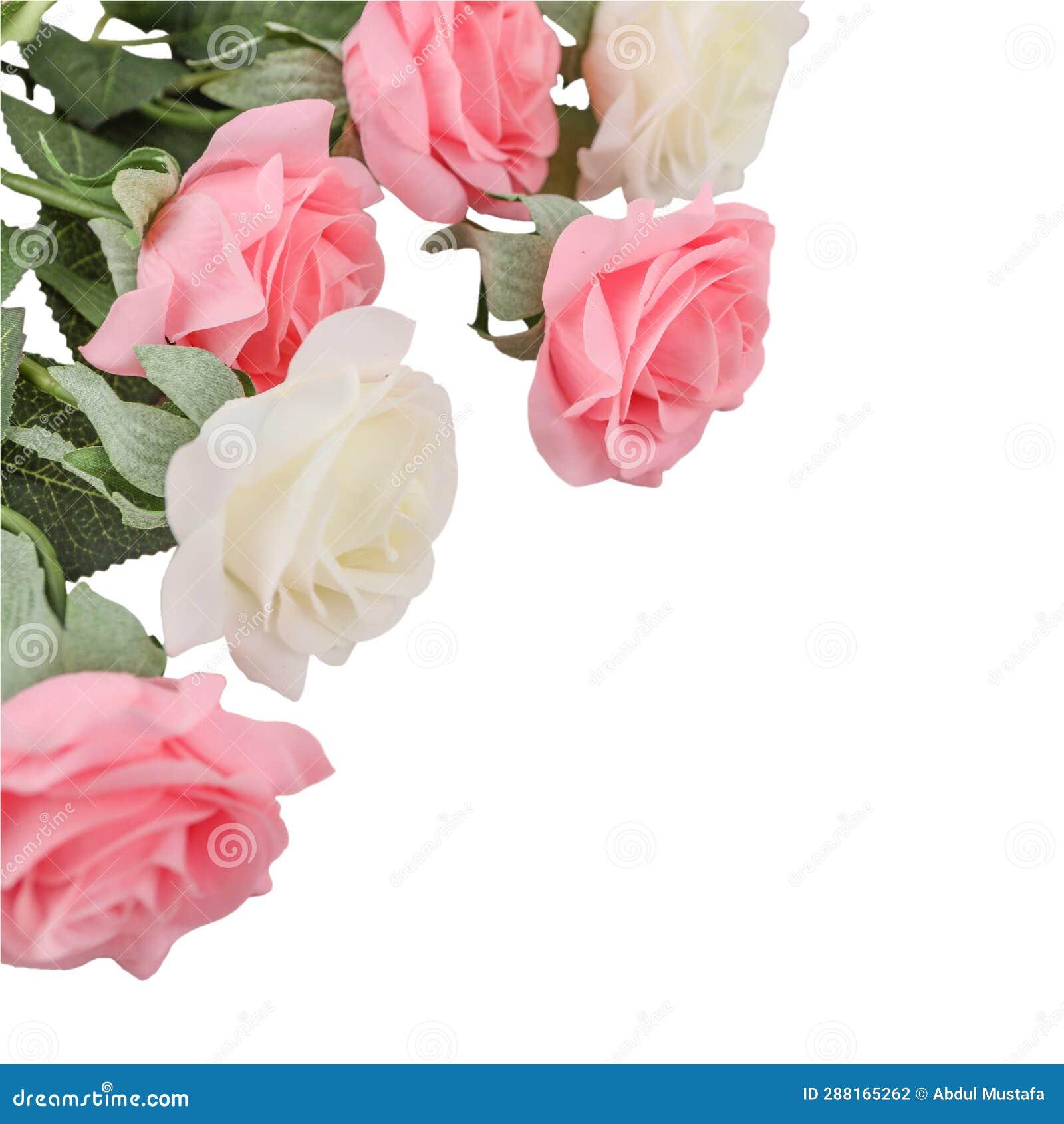 Rose Flower White Background Stock Photo - Image of yellow, fragility ...