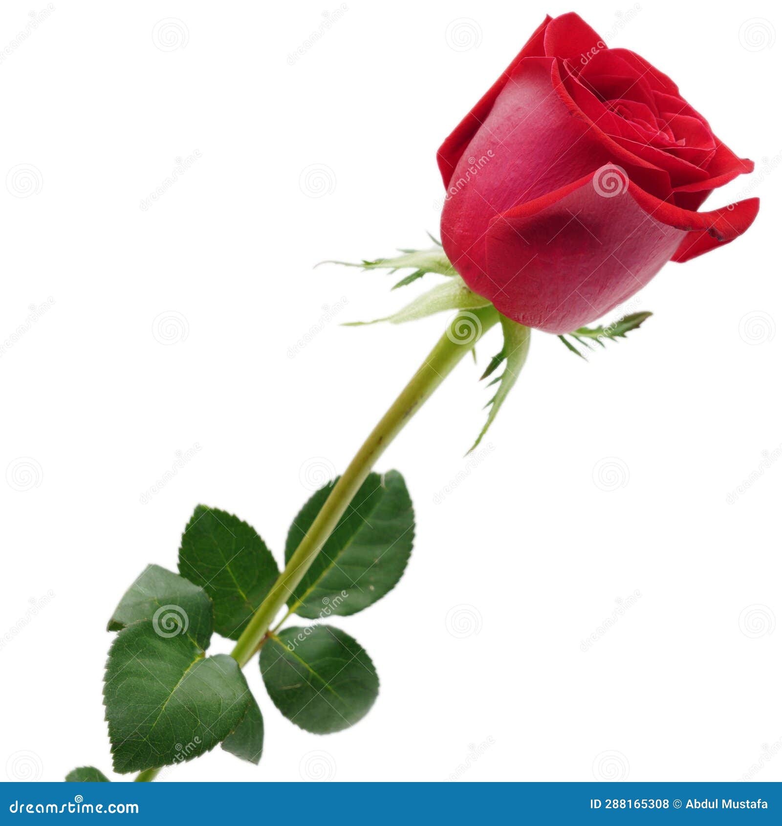 Rose Flower White Background Stock Photo - Image of rose, affectionate ...
