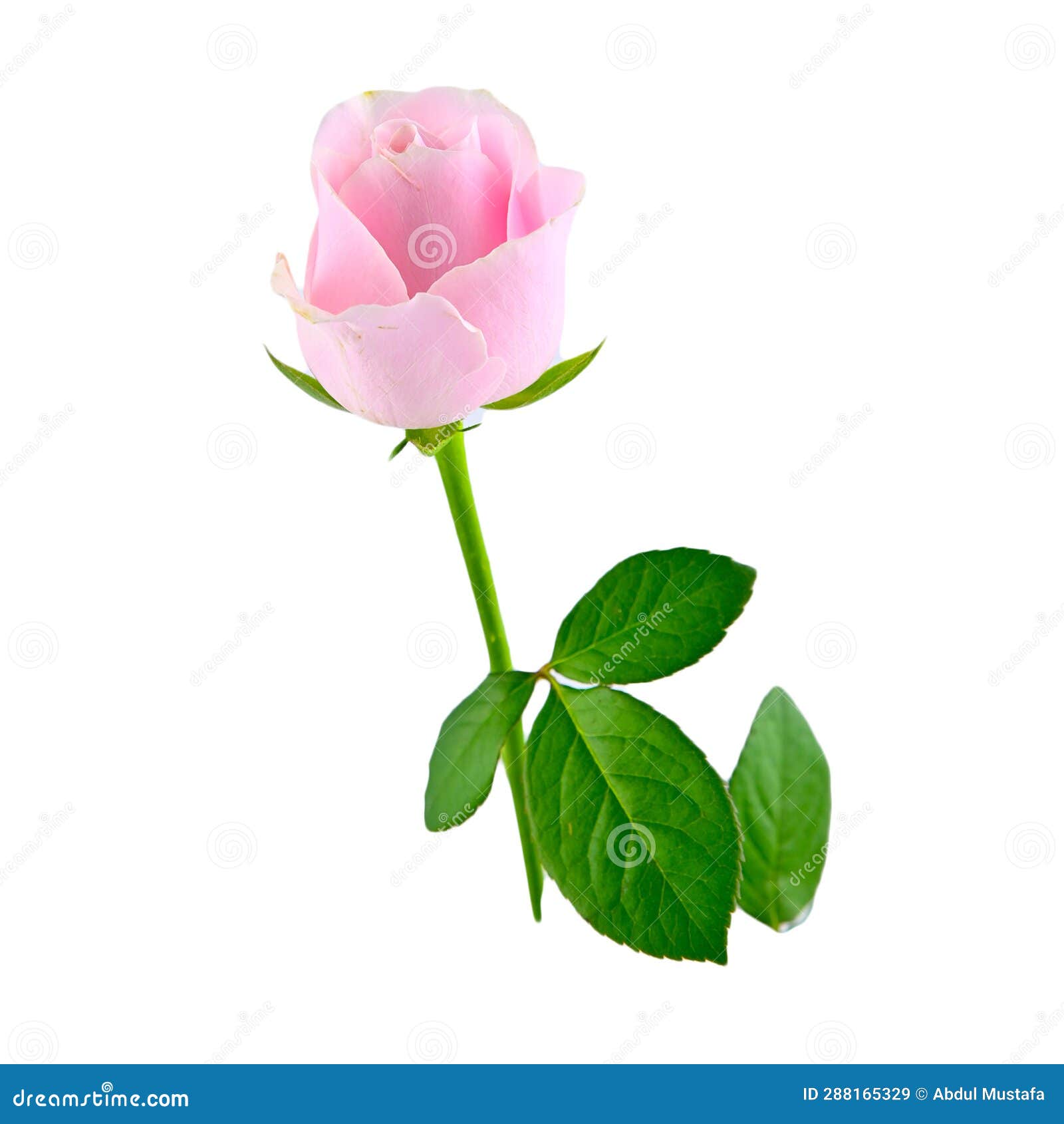 Rose Flower White Background Stock Image - Image of plant, beautiful ...
