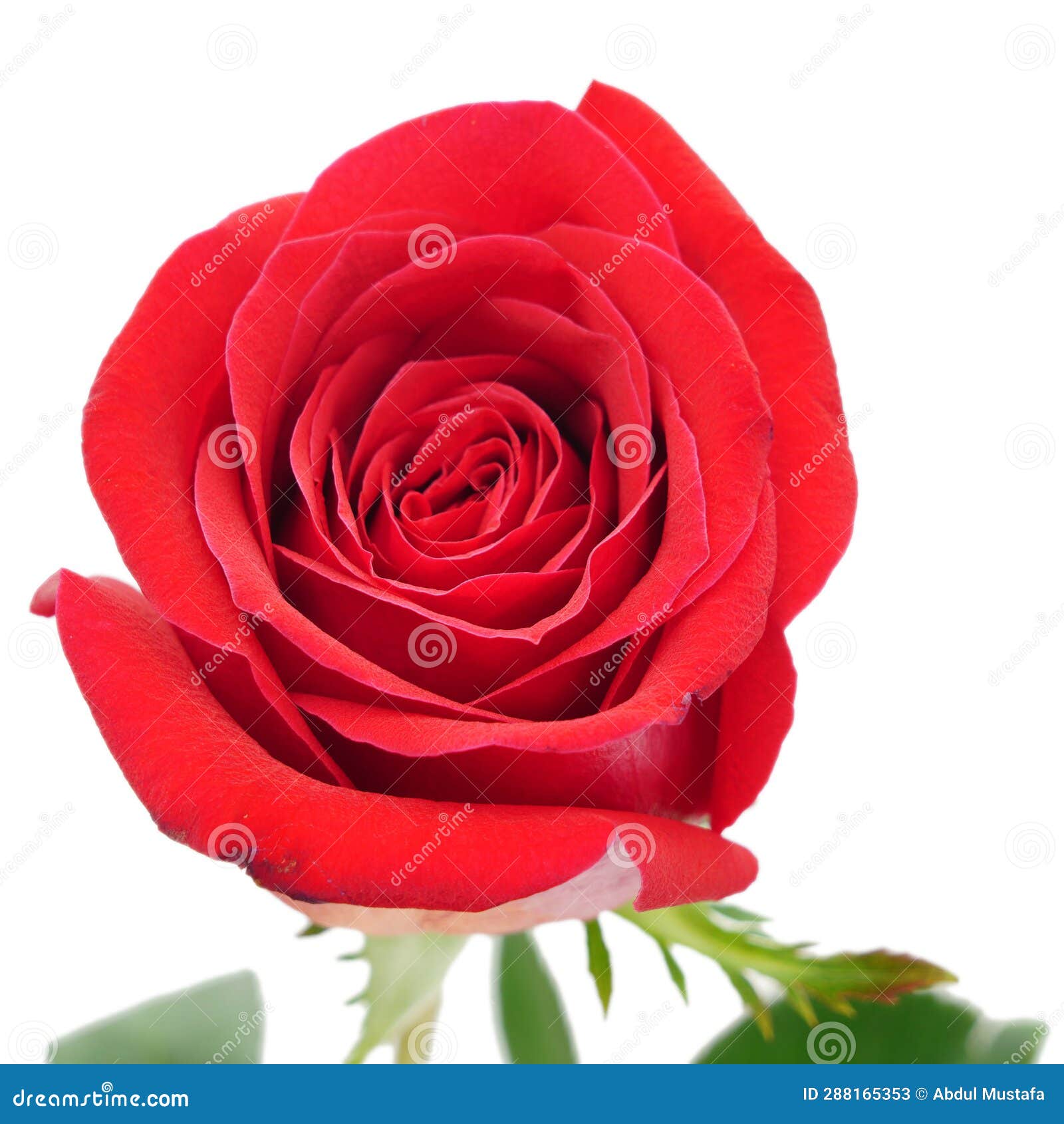 Rose Flower White Background Stock Image - Image of fragility, blossom ...