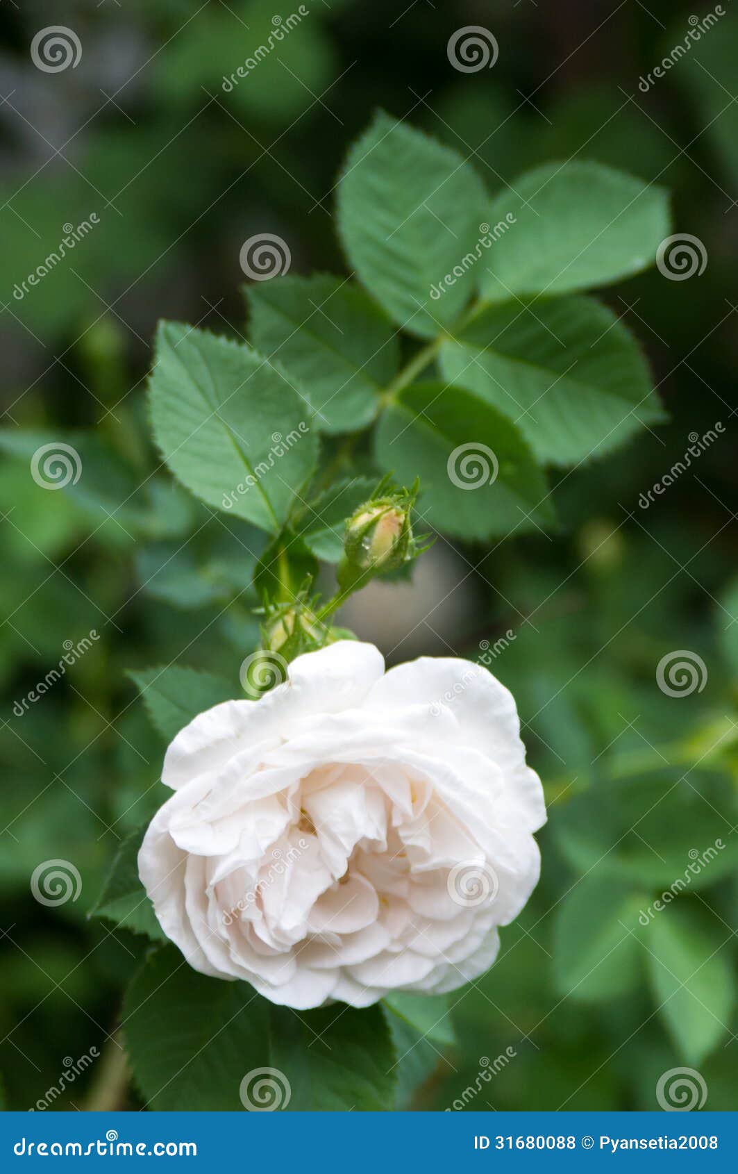 White rose stock photo. Image of natural, petal, open - 31680088
