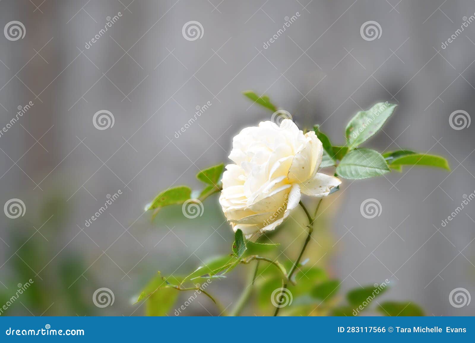 Rose flower stock photo. Image of white, rose, pretty - 283117566