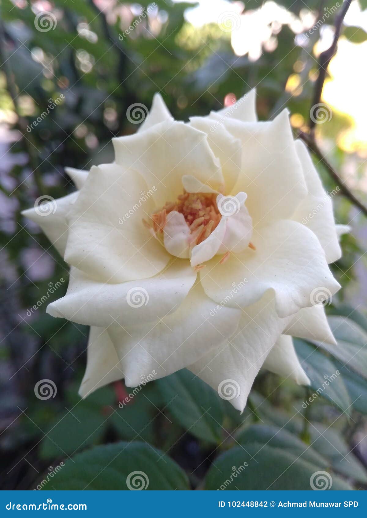 White Rose, Leaves and Plants Stock Photo - Image of garden, rose ...