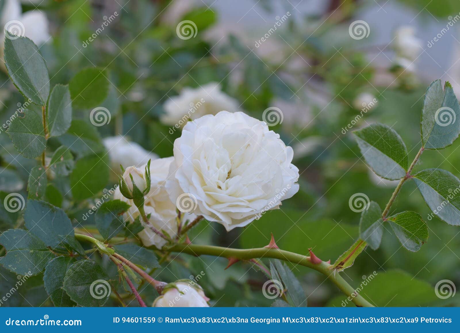 White rose with leaves stock image. Image of white, natural - 94601559