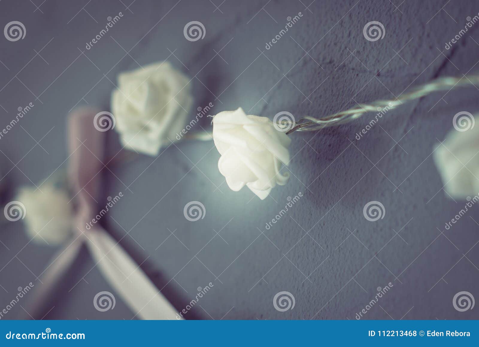 White Rose Light Focused in the Center Stock Photo - Image of comfy ...