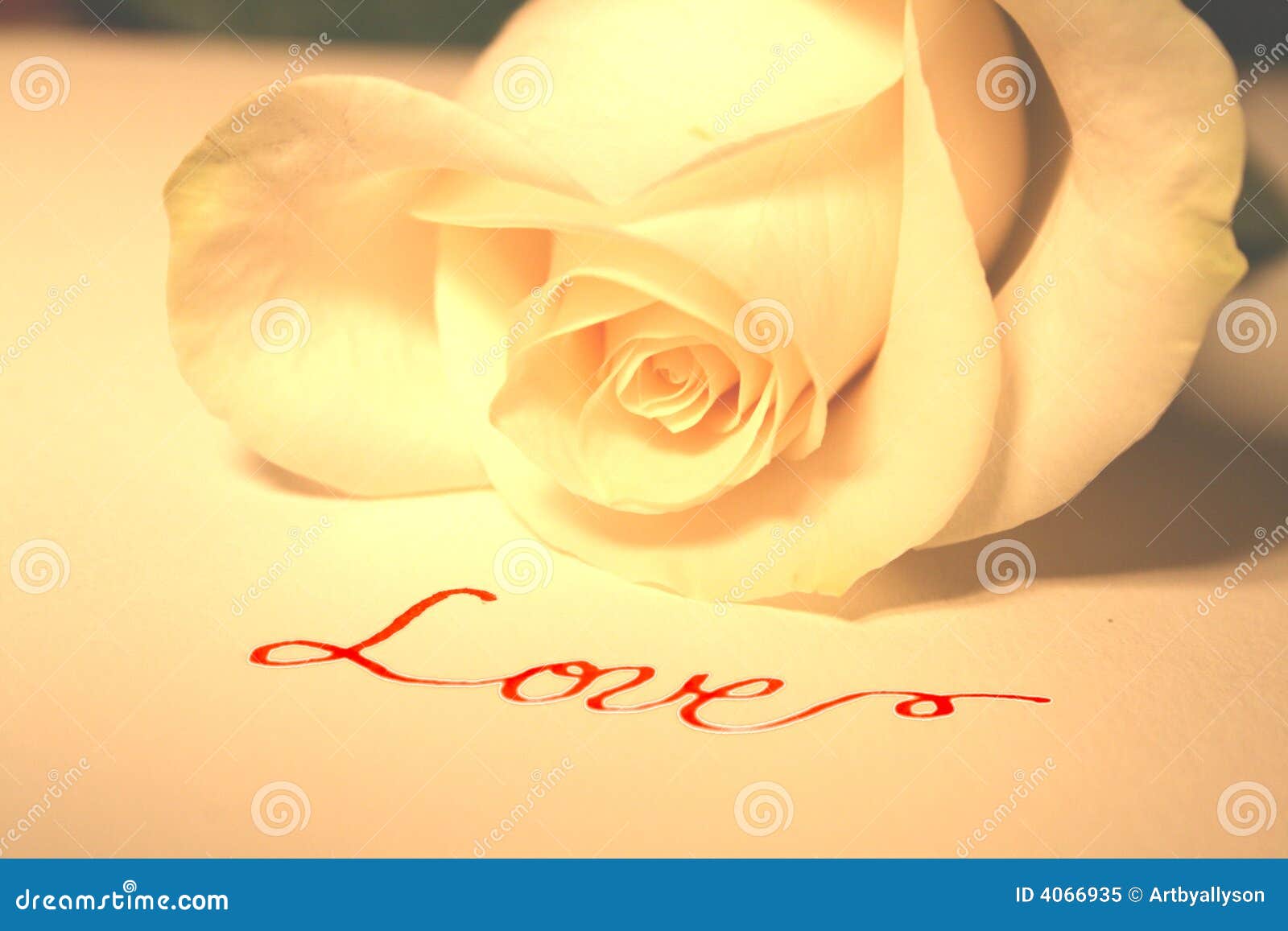 White rose and Love stock image. Image of pure, flower - 4066935