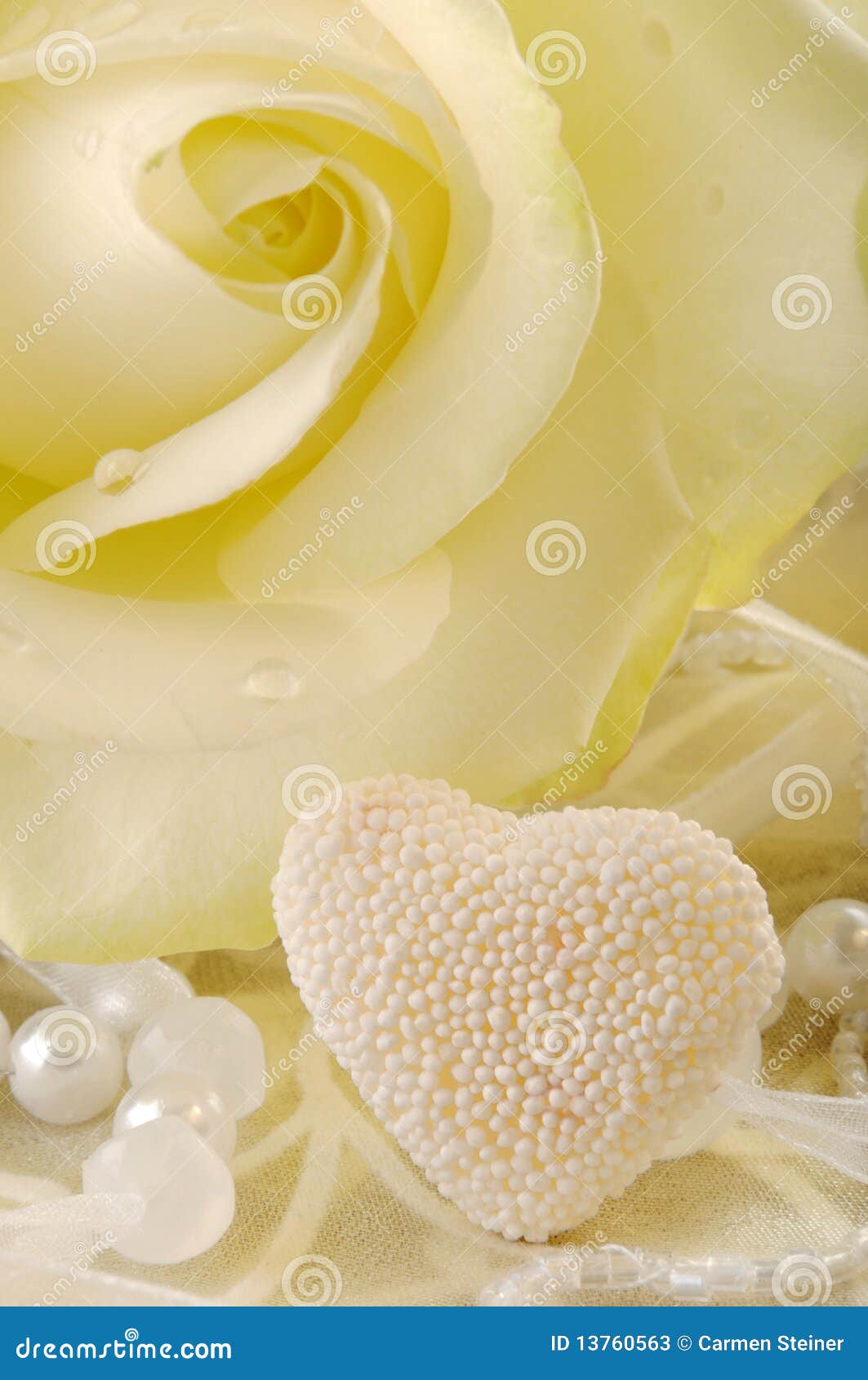 White rose and love heart stock image. Image of blossoming - 13760563