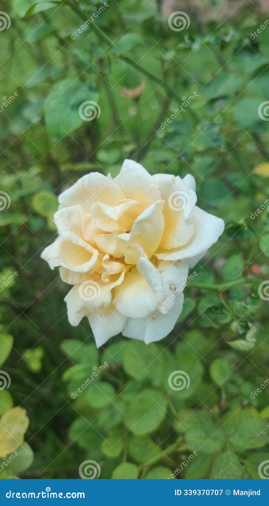 White Rose Love Symbol of Life Stock Image - Image of love, life: 339370707