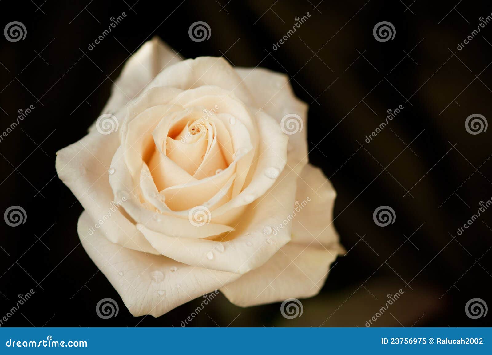 White rose macro stock image. Image of botanical, detail - 23756975